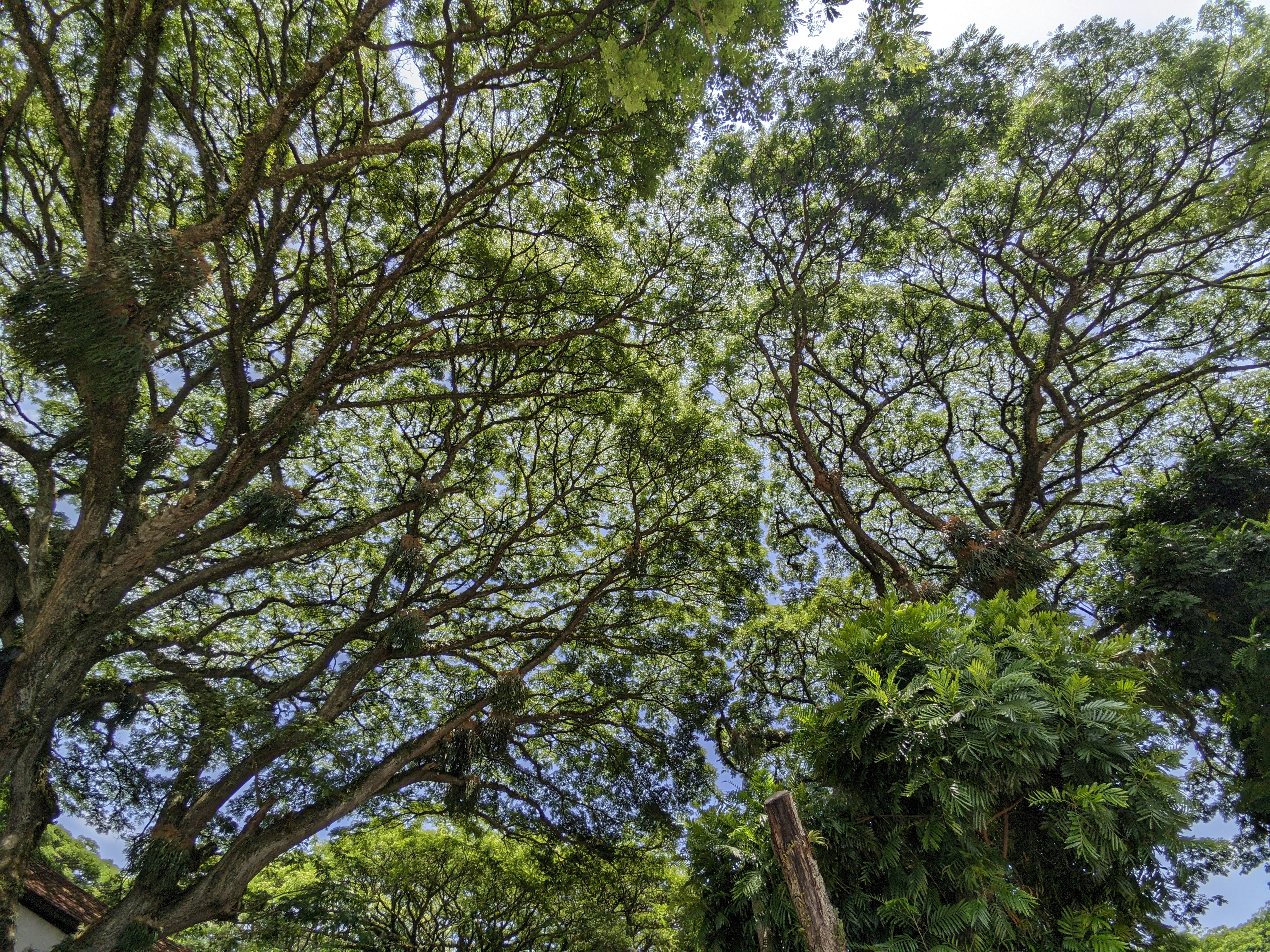 Sunlight filters through lush green tree canopies against a clear blue sky.