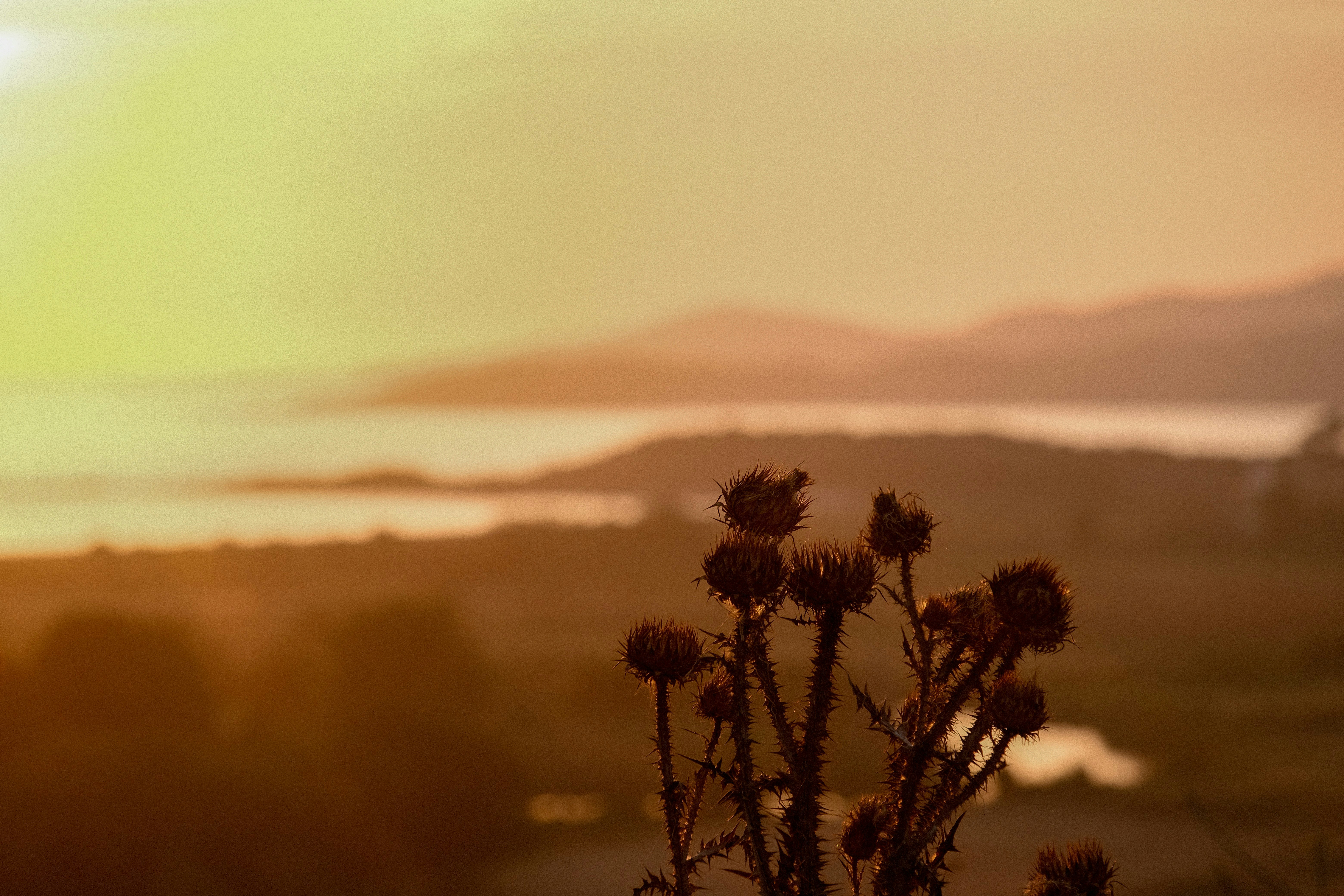 Blossoms in the Golden Dusk by the Shore