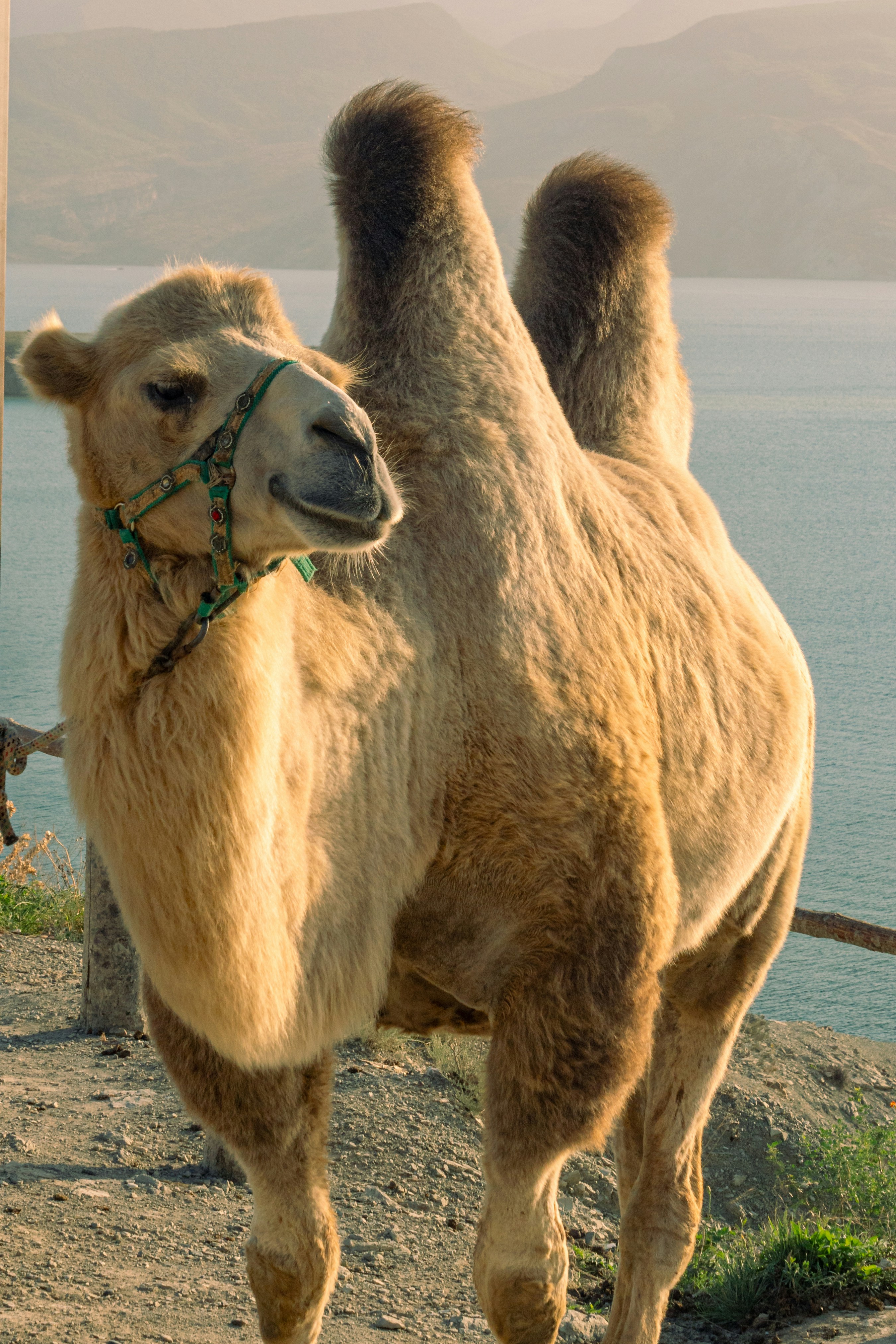 Two-Hump Guardian by the Sea at Sunset