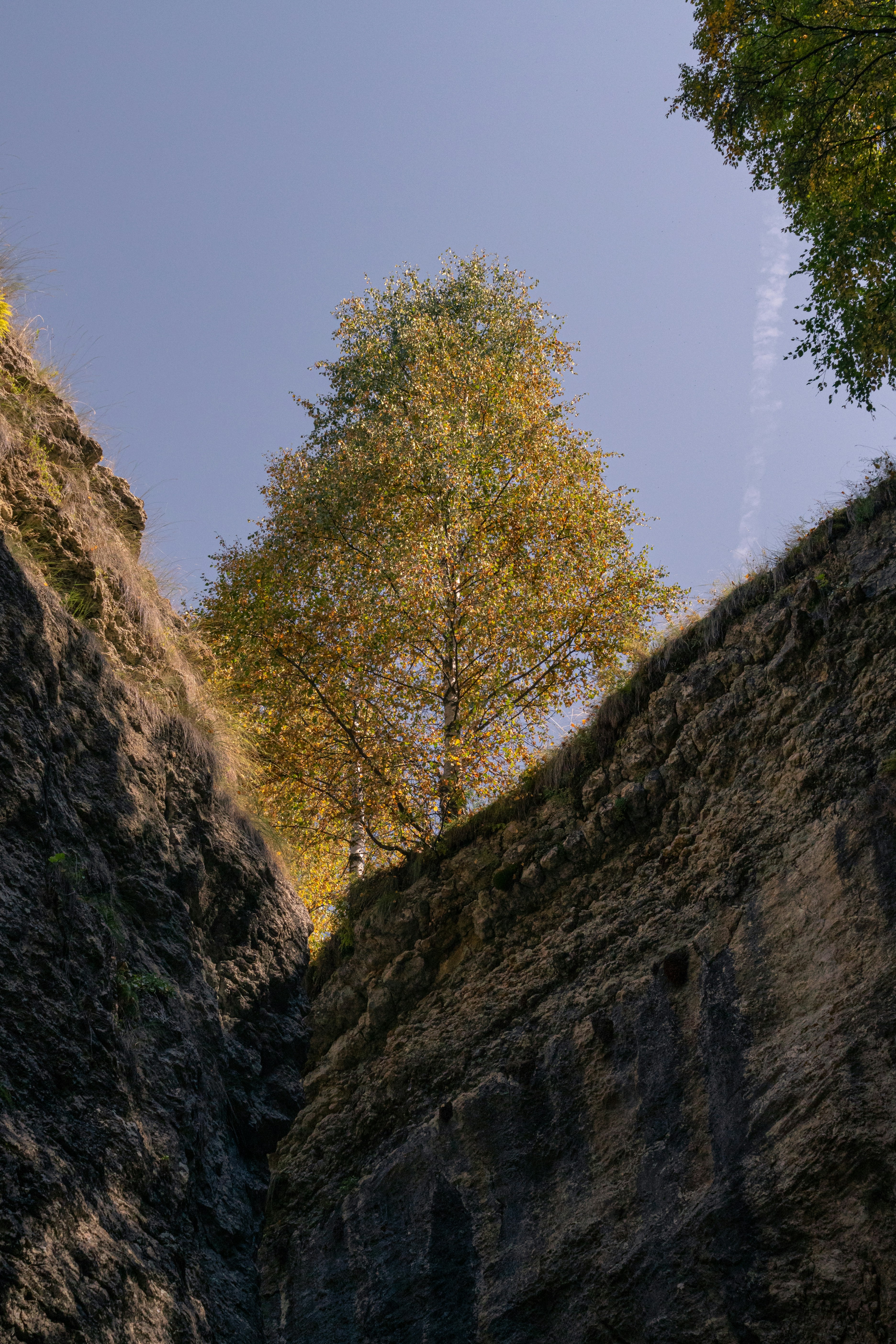 Sunlit Tree Crowned Above a Narrow Canyon Wall