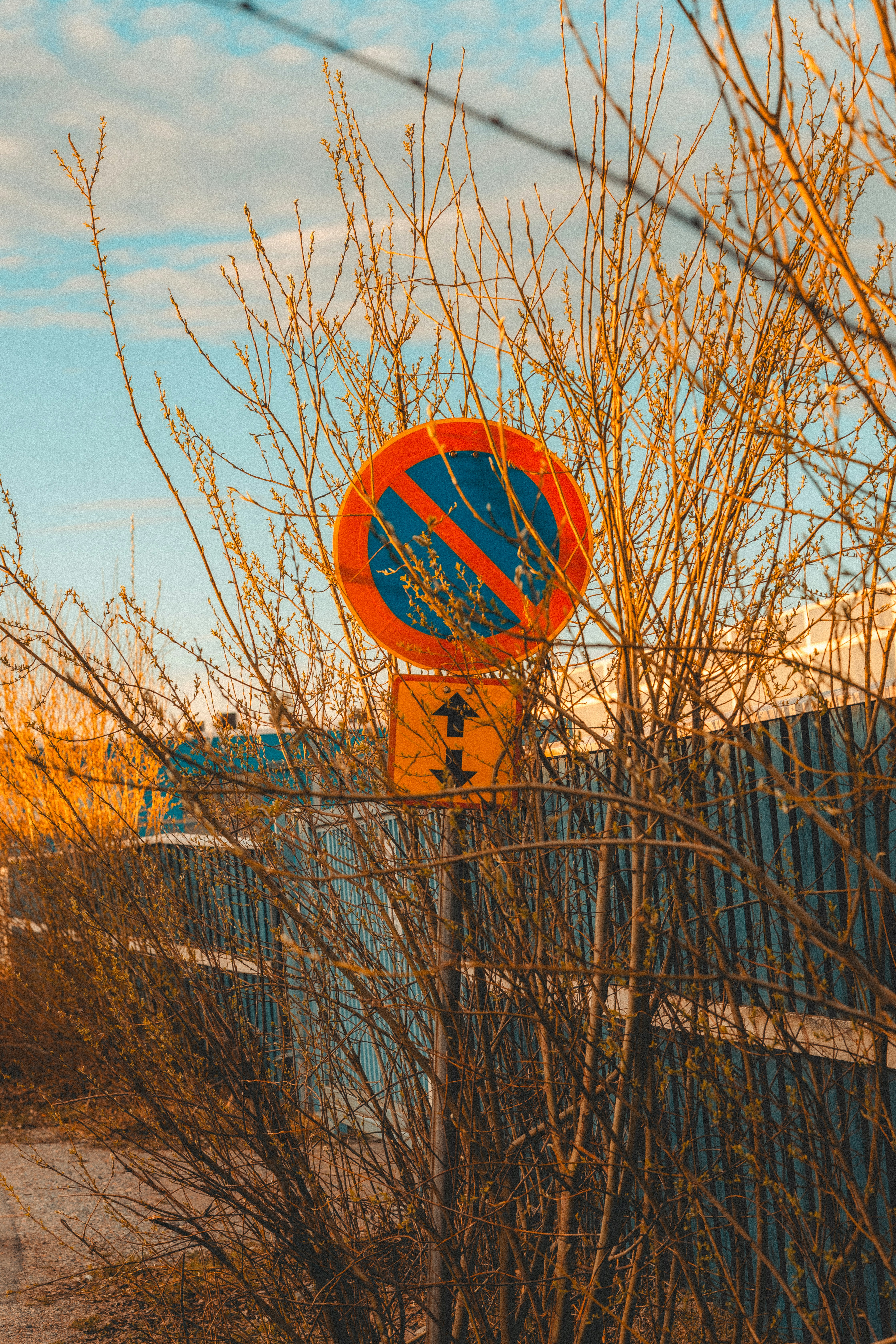 Overgrown No-Parking Sign Framed by Winter Bare Limbs