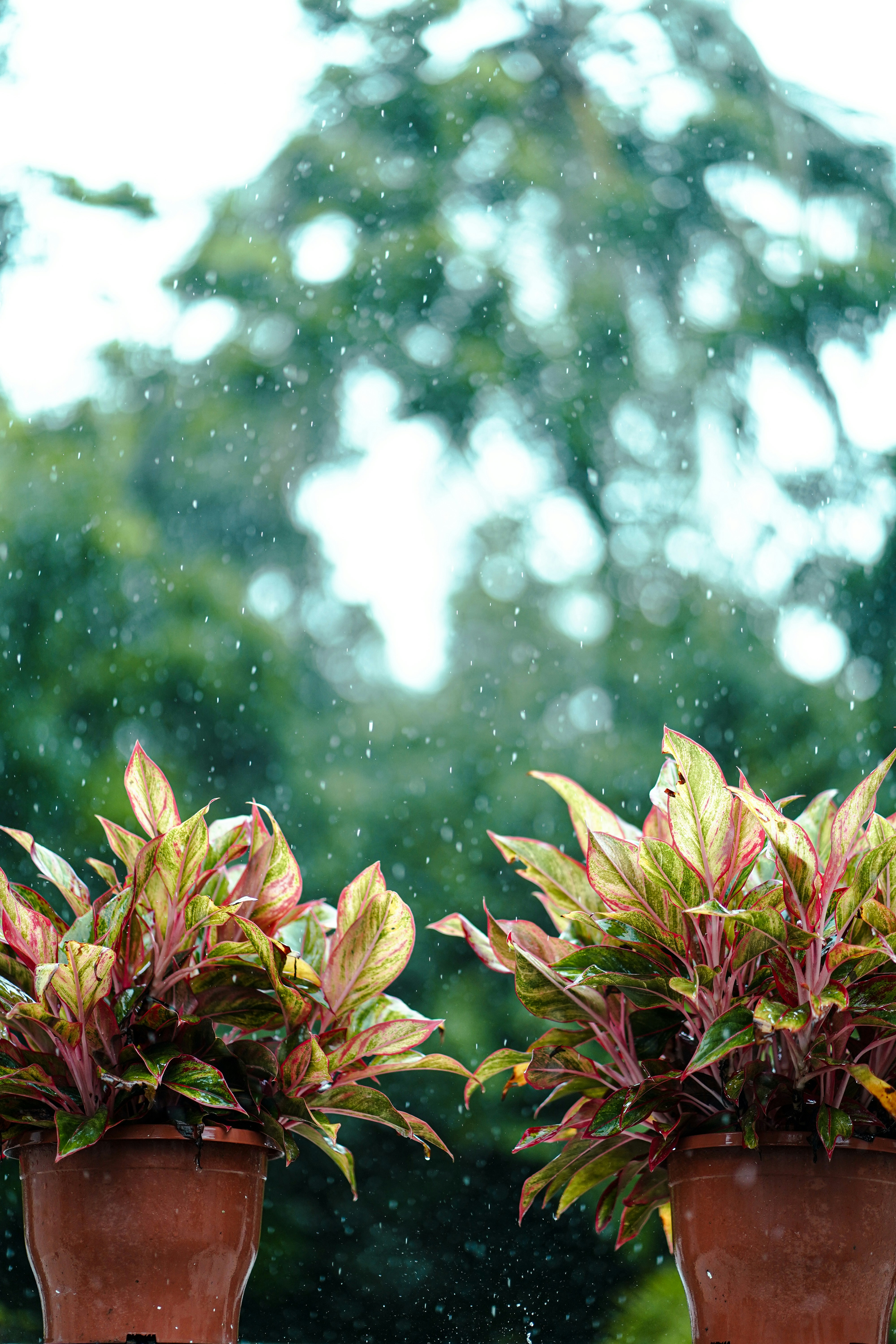 Rain-kissed foliage in twin terracotta pots