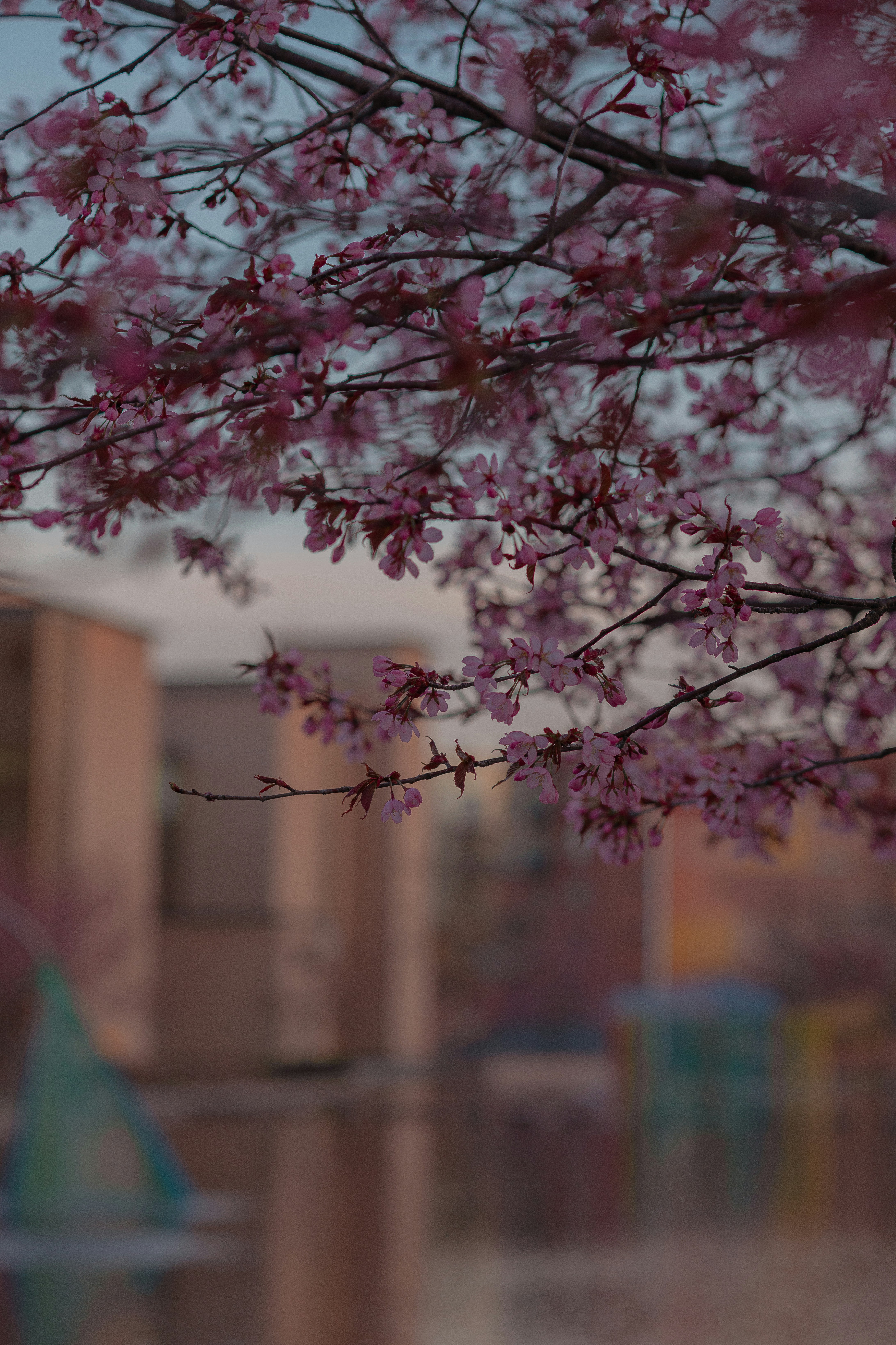 Blossoms in Soft Focus Over a Quiet Campus Courtyard
