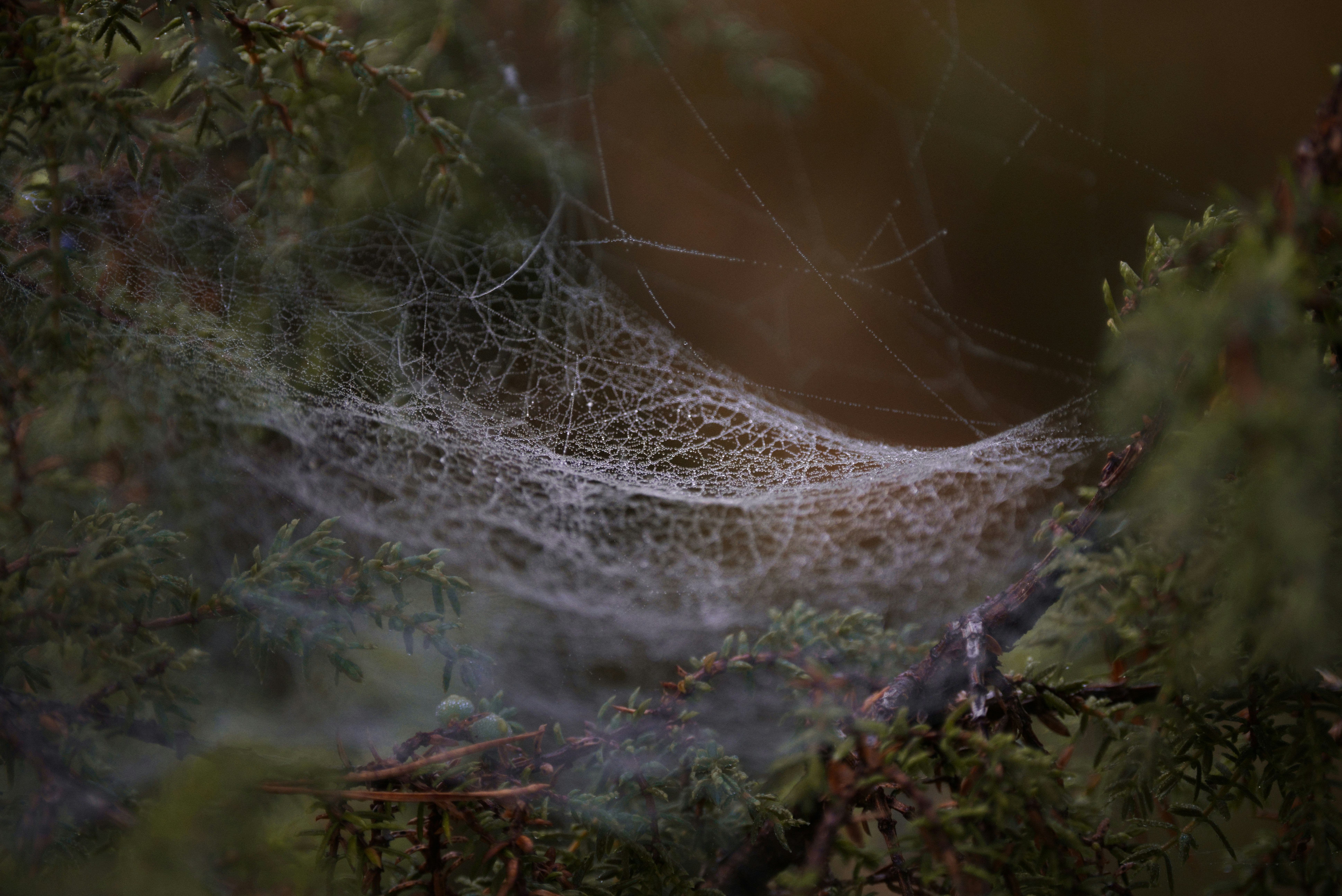 Silken Arc: Spider Web Between Ferns at Dusk