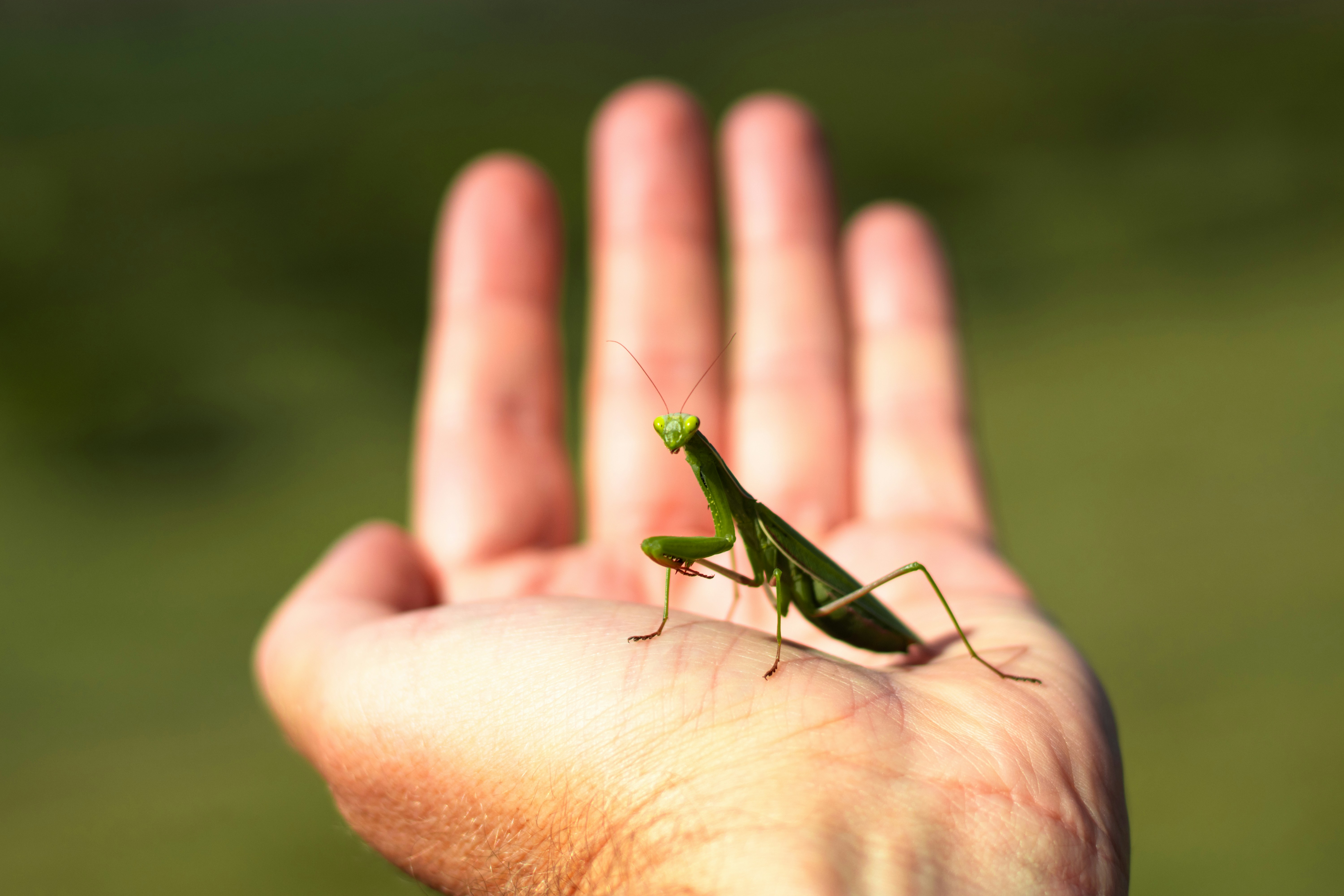 Praying mantis perched on an open palm, showcasing intricate details of its body against a softly blurred background.