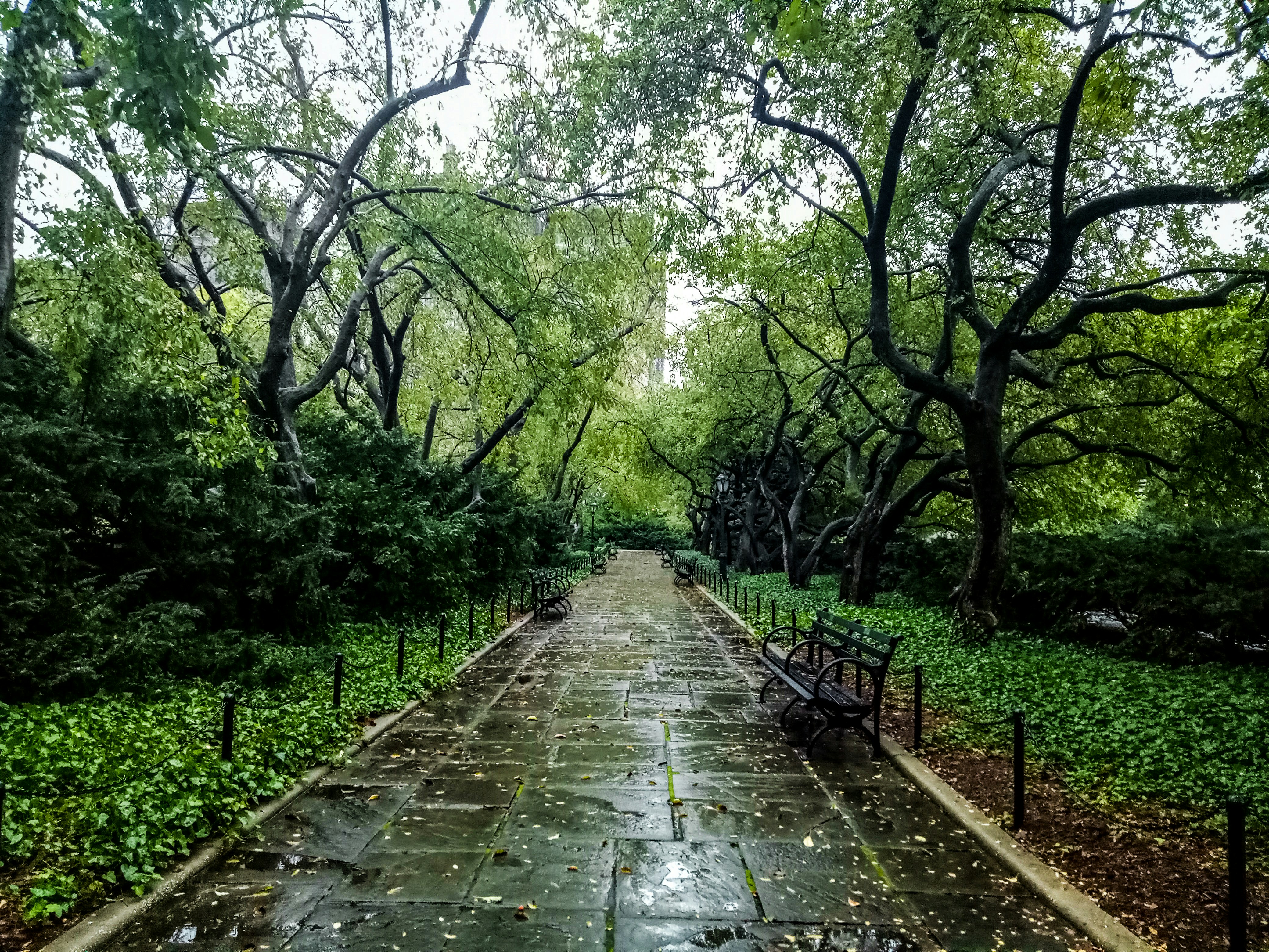 A rain-soaked park path lined with trees and benches stretches toward a distant green vanishing point.
