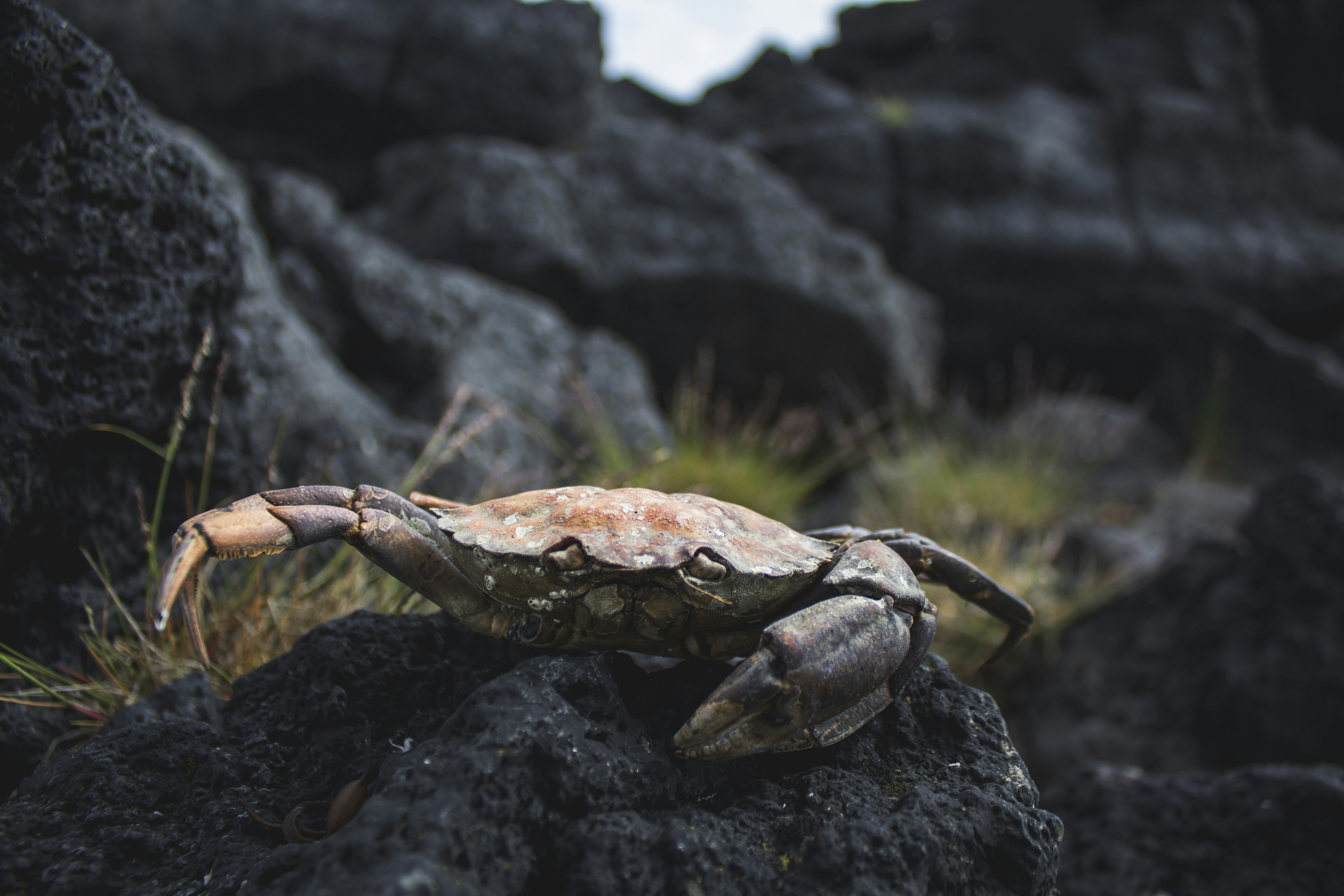 Coastal Crab on Charred Lava: A Patient Strike across the Ridge