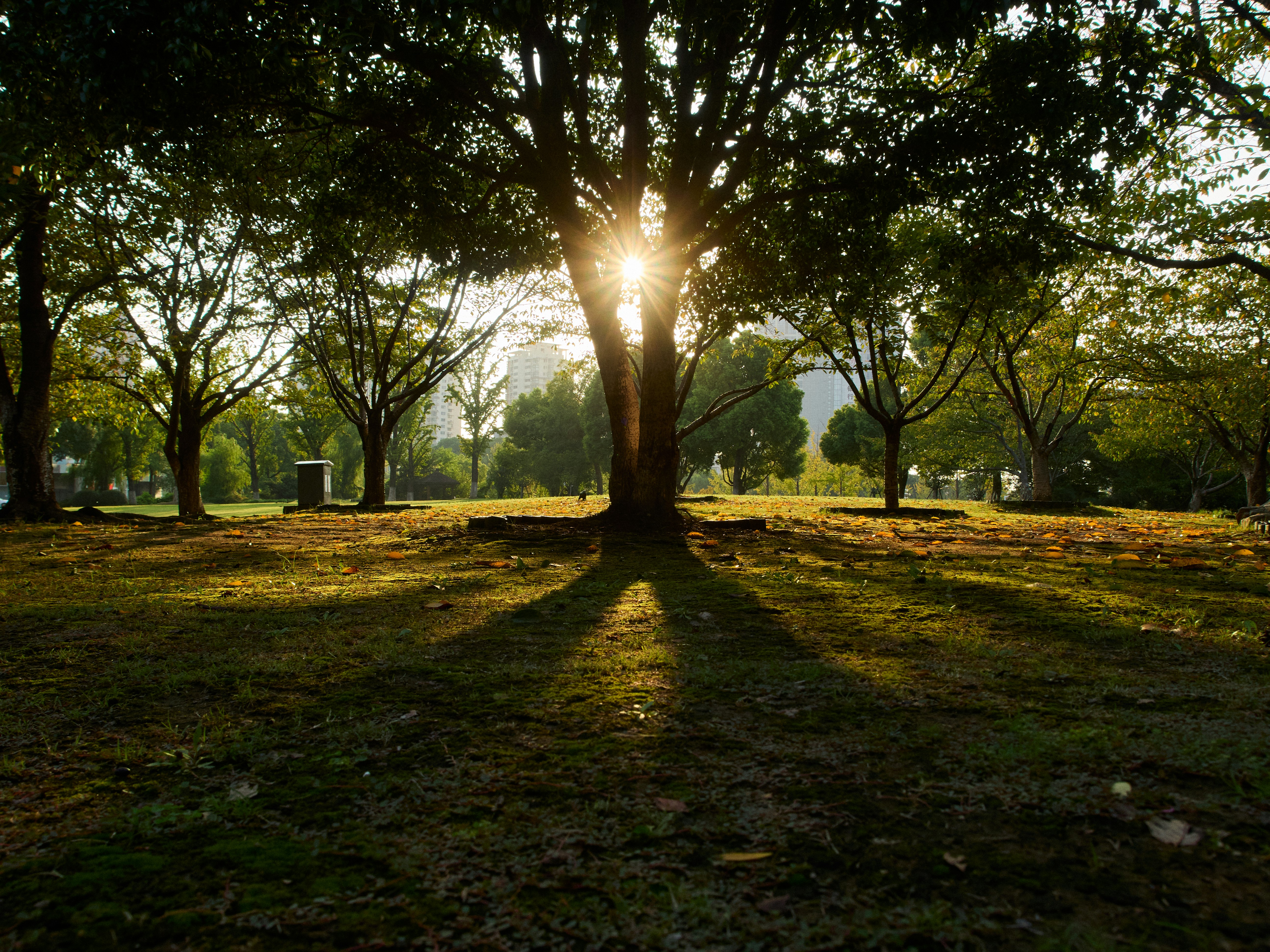 Sunlight streams through a park's trees, casting long shadows on the grass.