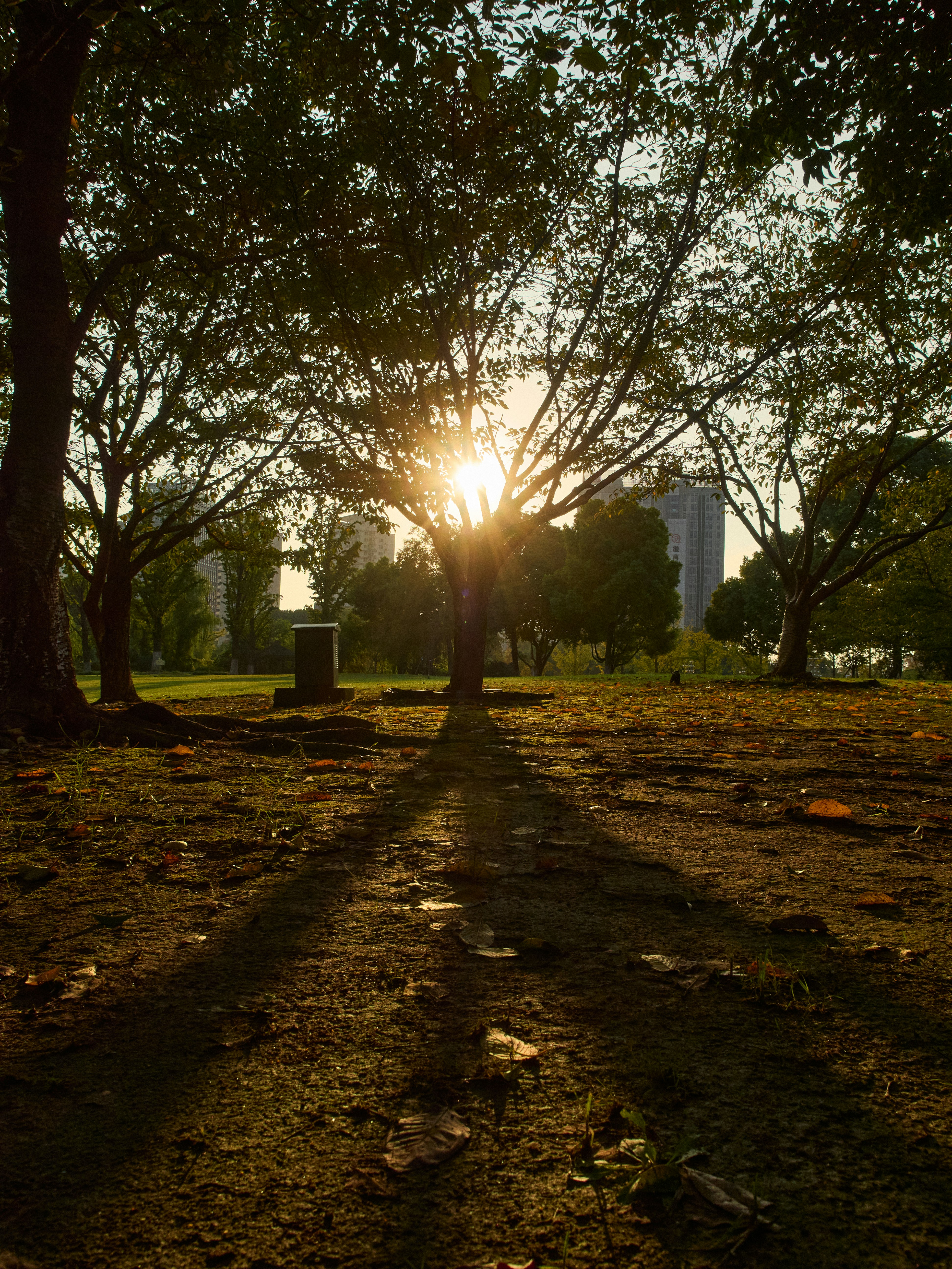 Sunlight filtering through tree branches casts long shadows on a leaf-strewn park path.