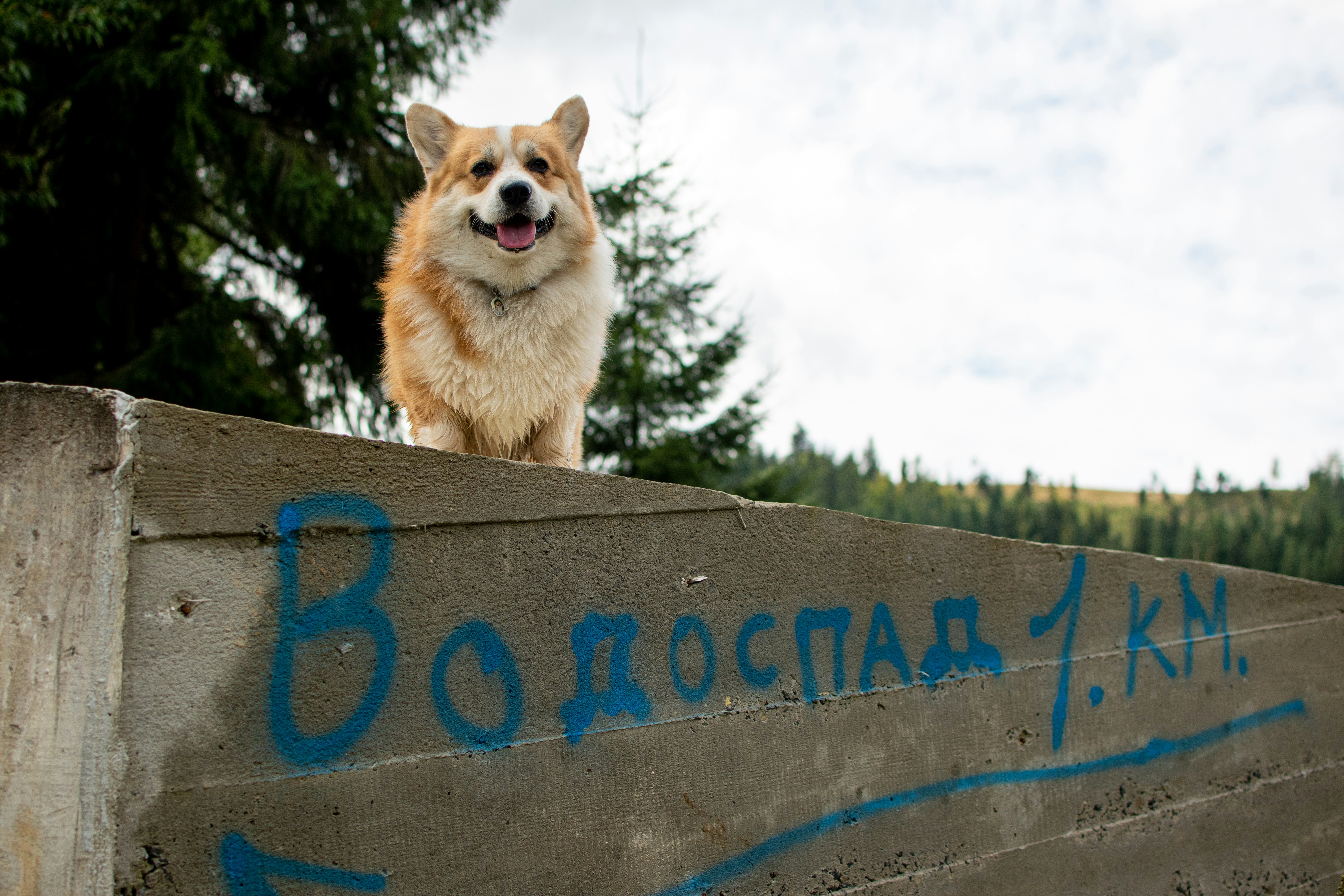 Corgi Sentinel on a Graffitied Wall in a Quiet Forest