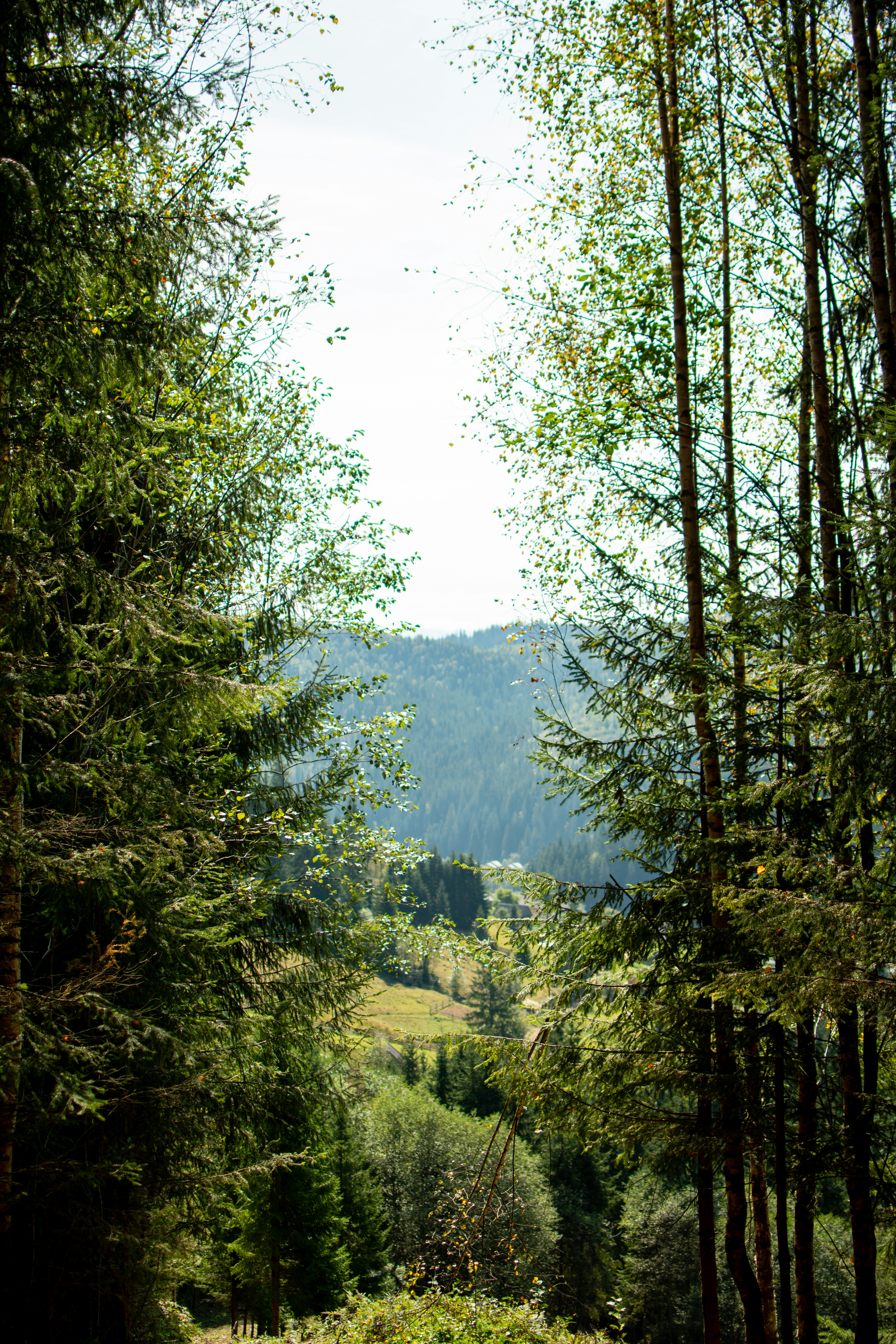 A forest filled with lots of tall trees photo – Free Forest Image on ...