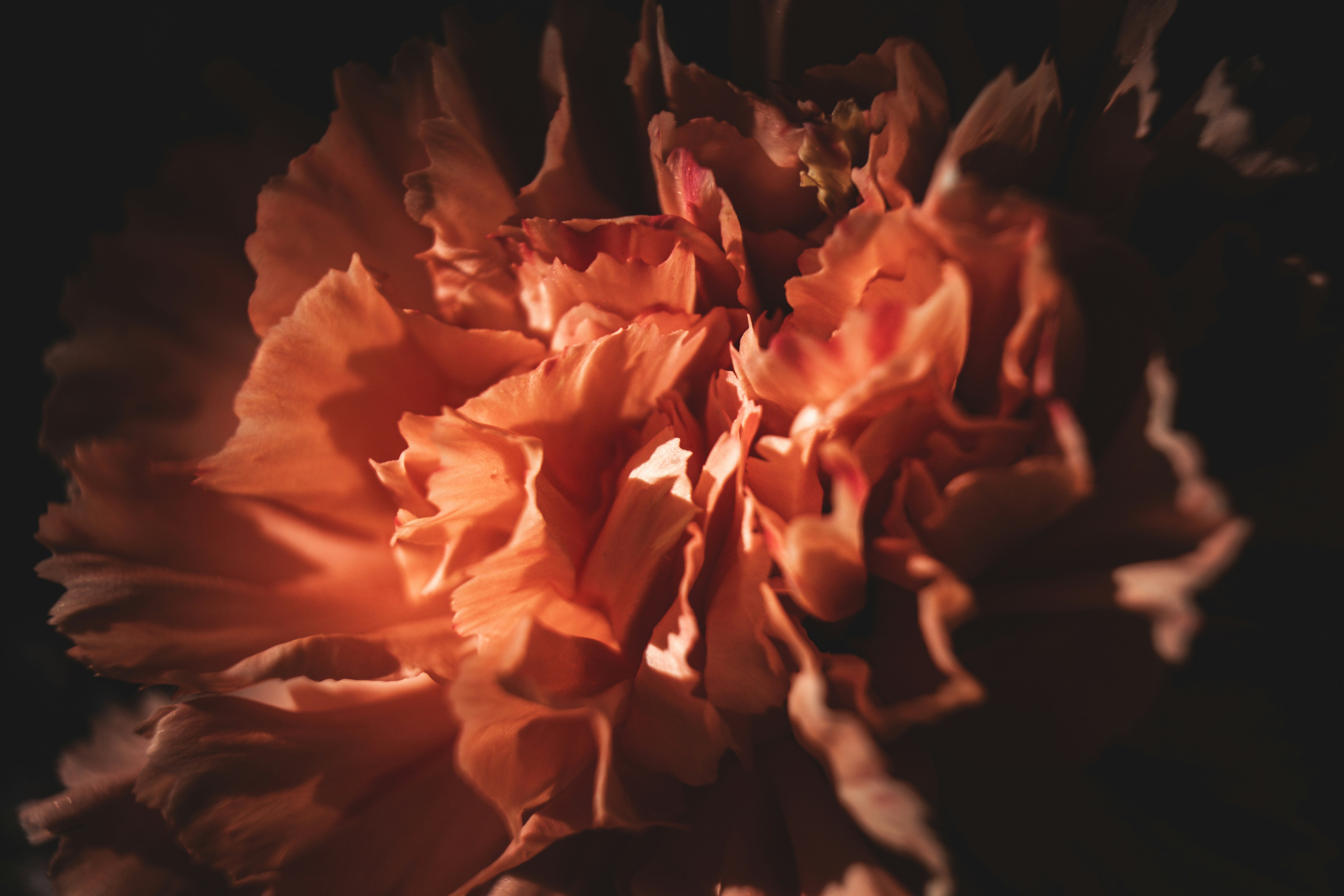 Ember Bloom: A Macro Portrait of Fiery Petals in Velvet Shadow