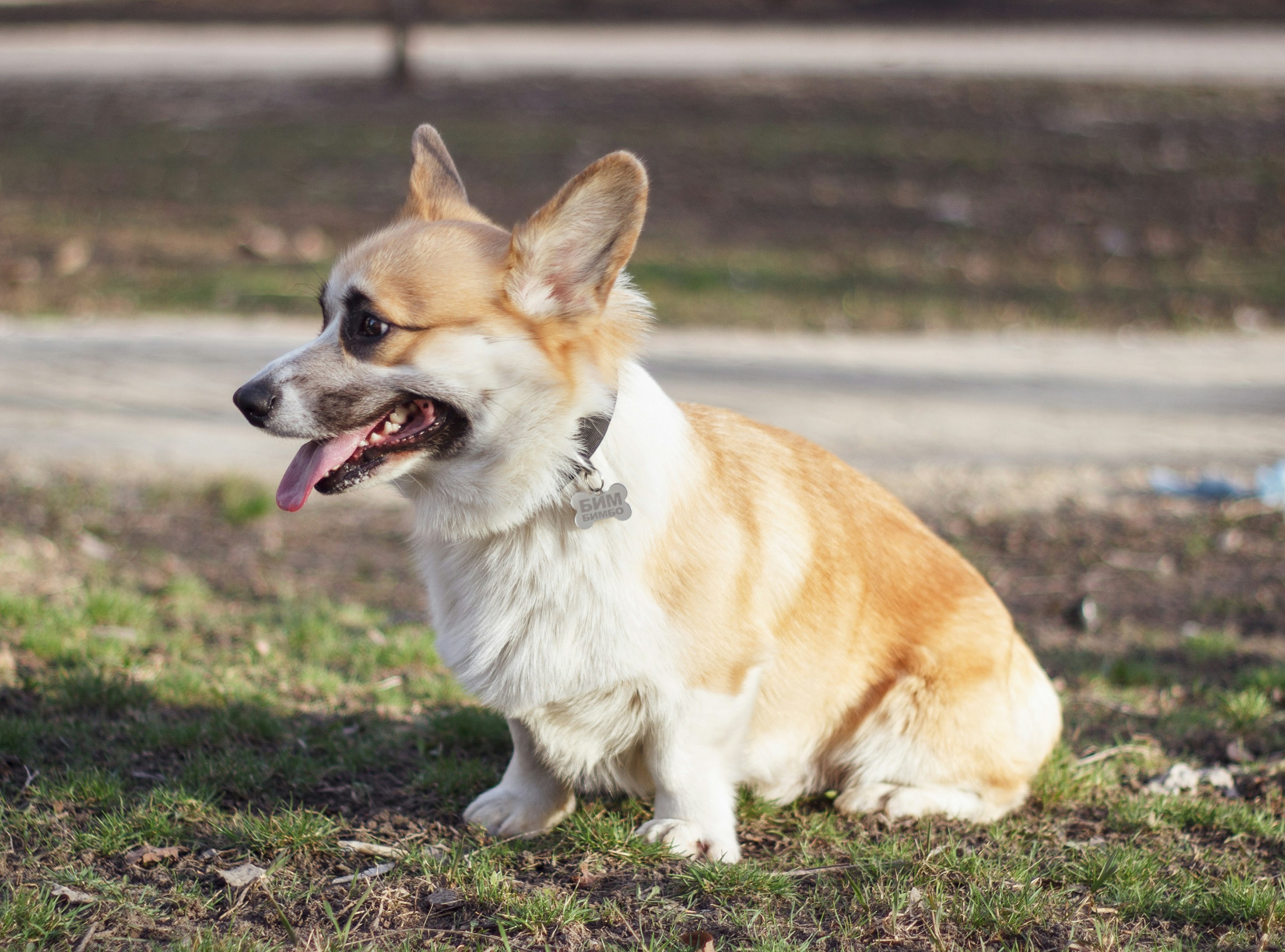 A corgi sitting in the grass with its mouth open photo – Free Dog Image ...