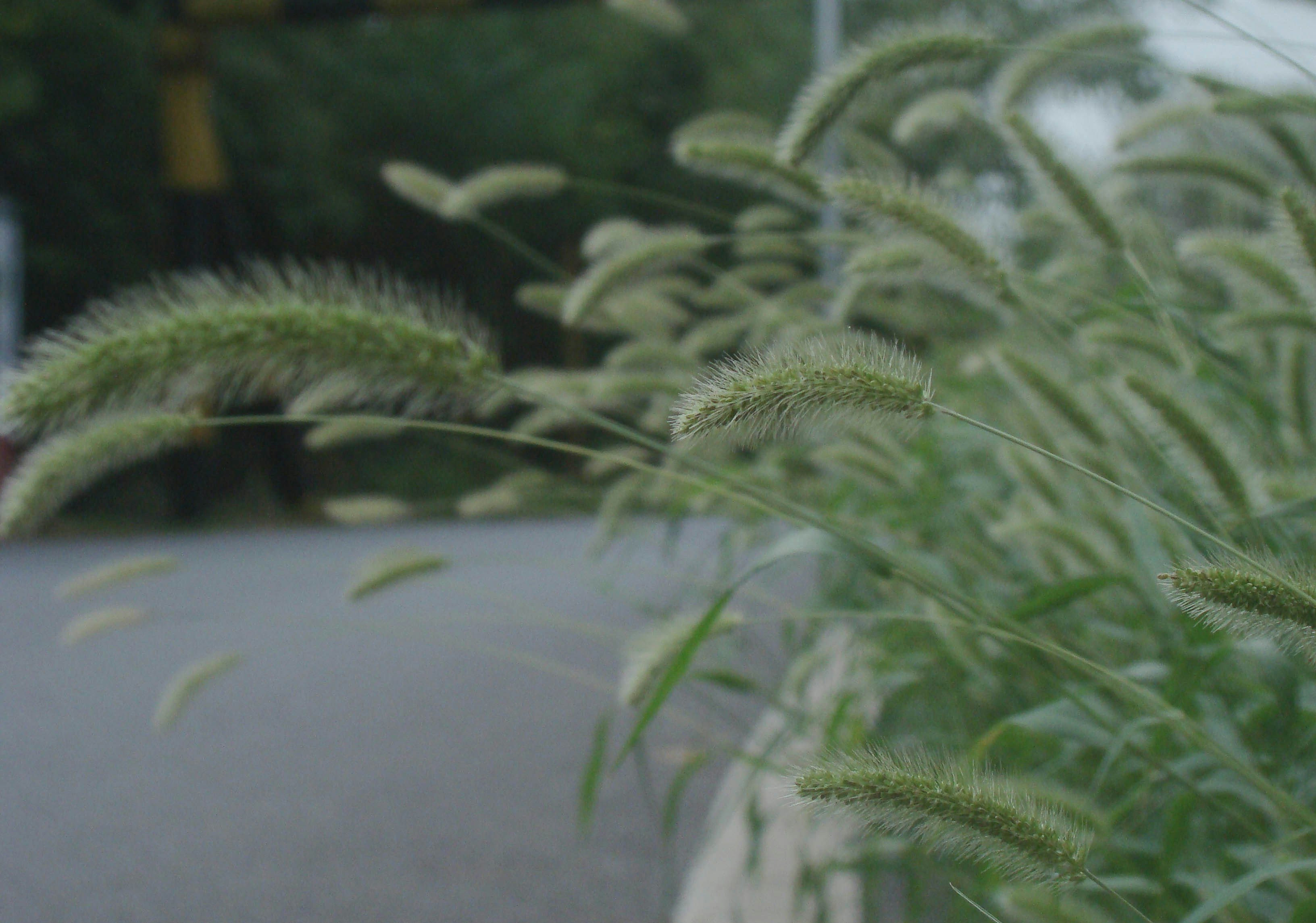 Close-up of fuzzy grass plumes swaying by a sunlit curb
