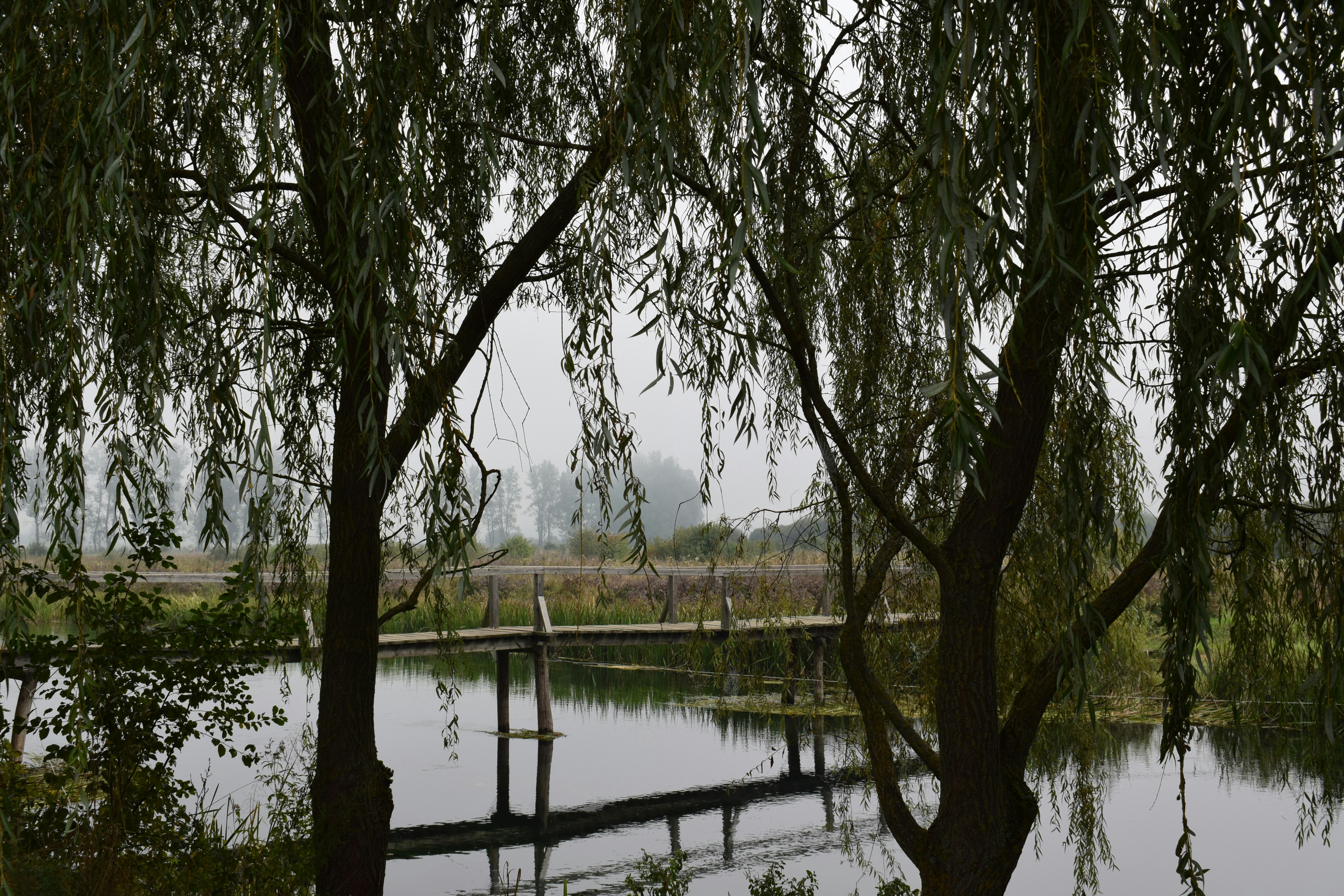 Willow-Framed Waterway: Reflections on a Quiet Morning