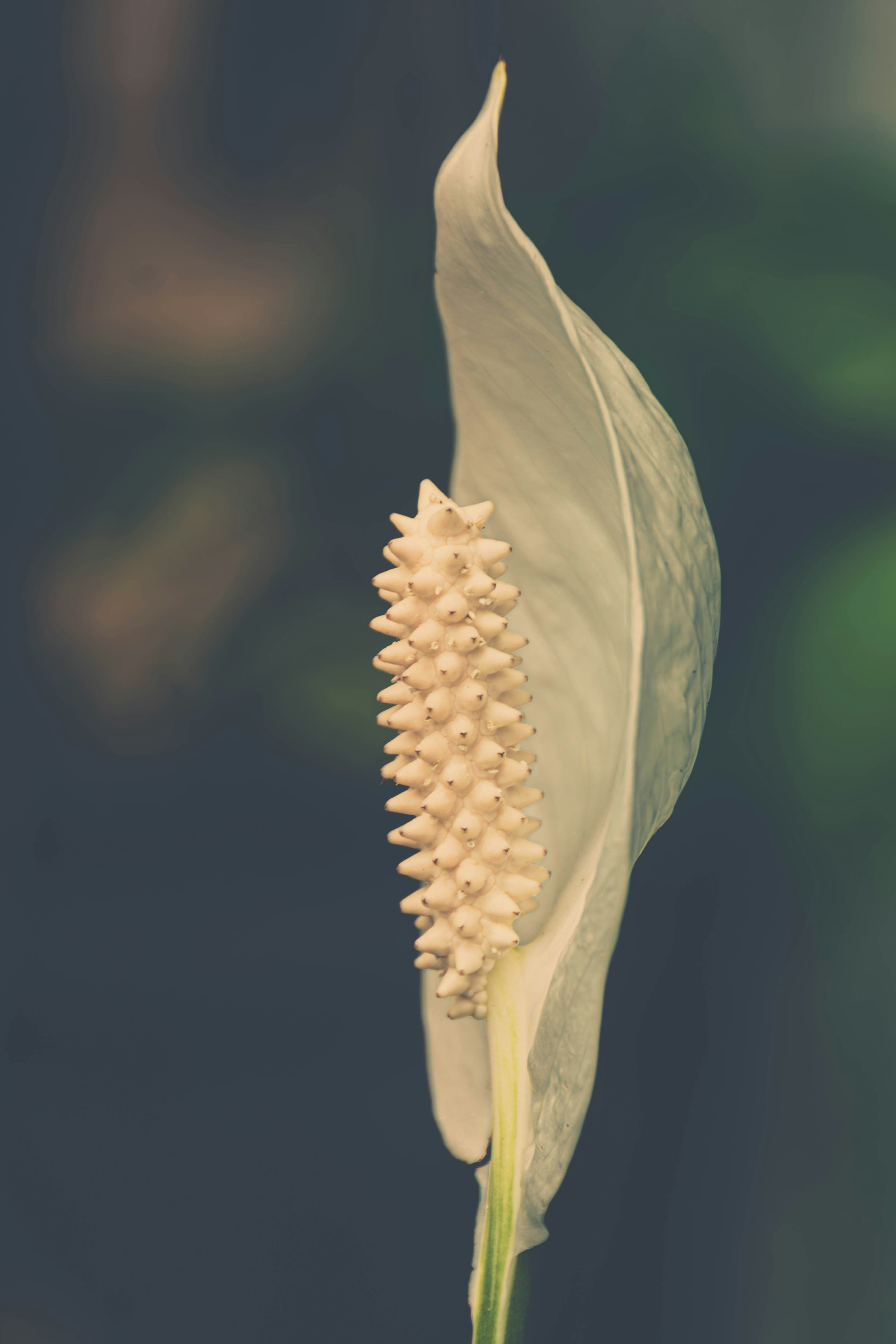 Ivory Spadix in Quiet Grace: A Peace Lily Close-Up