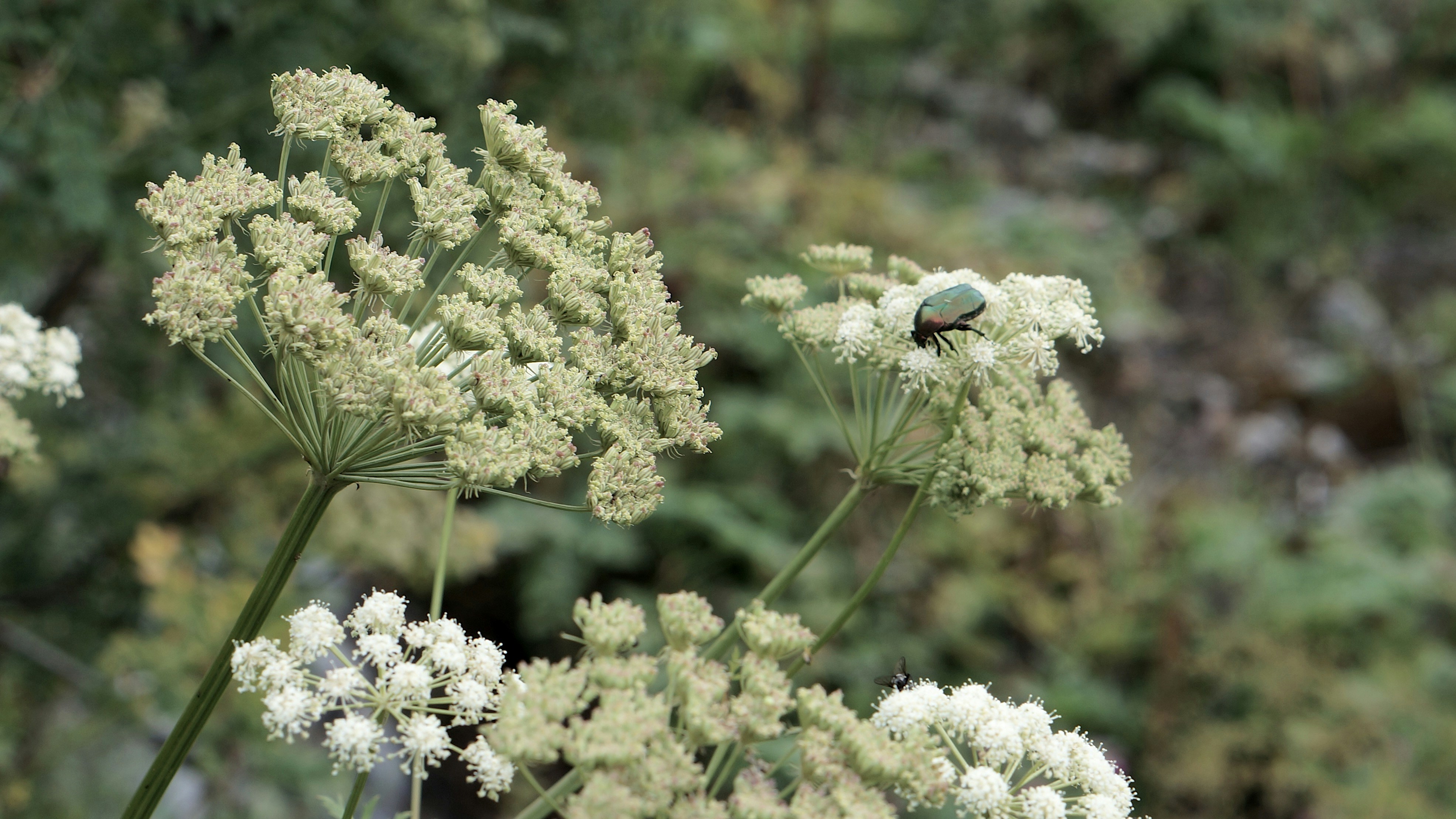 Beetle on a Pale Umbel: a Tiny Moment in the Forest's Edge