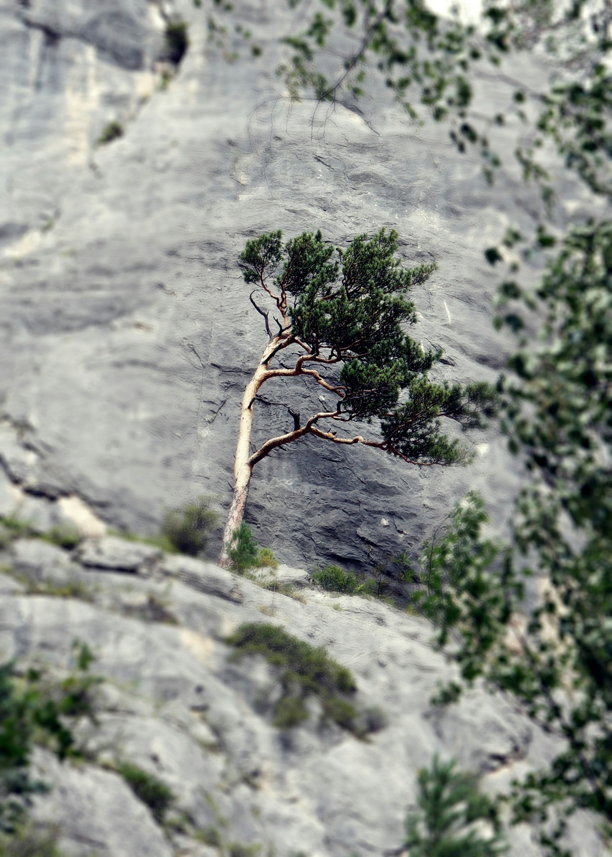 Lone Pine on a Granite Stage: Tilt-Shift Moment