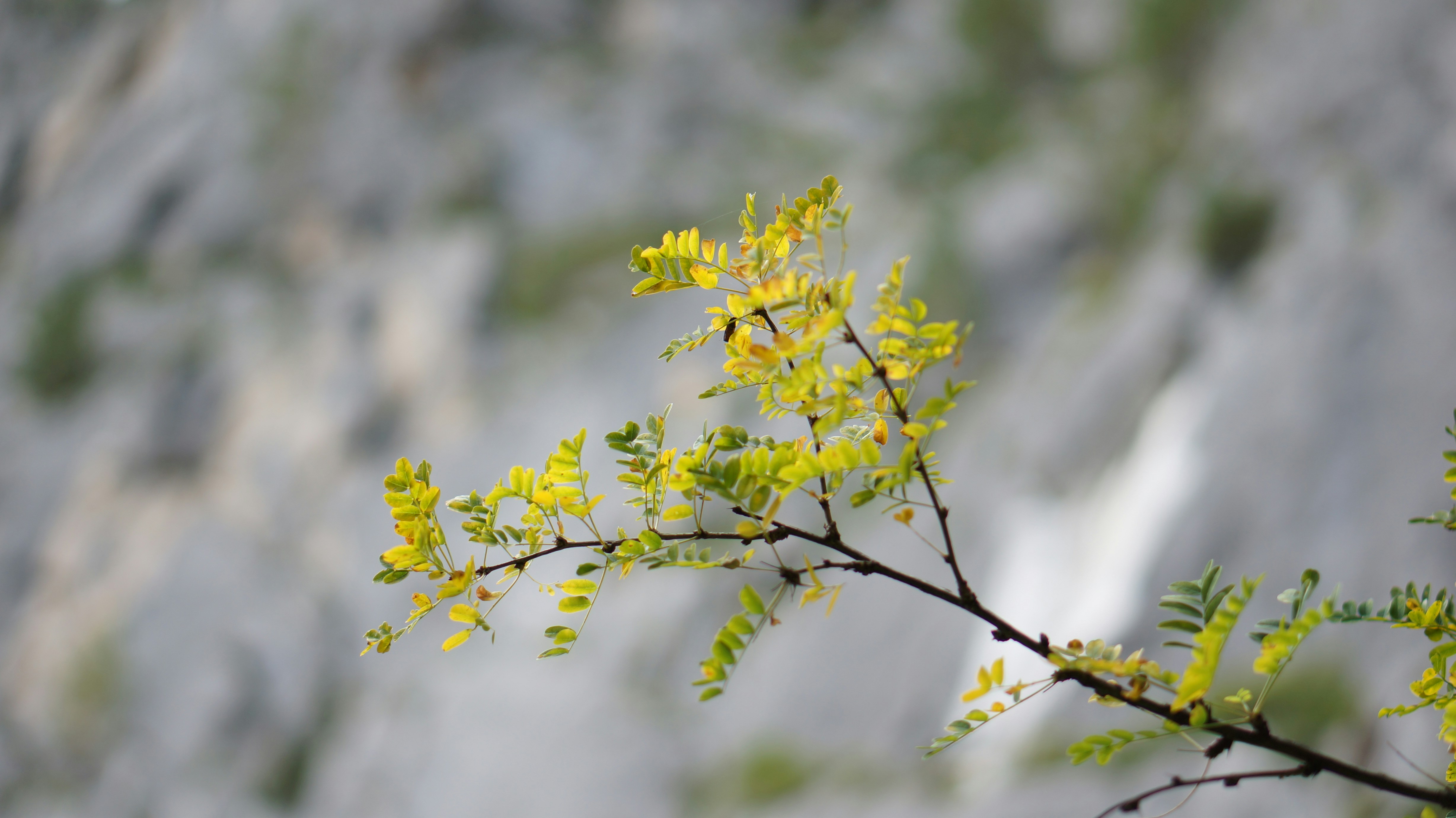 Sunlit Ember Leaves: close-up of a bright branch against a granite backdrop