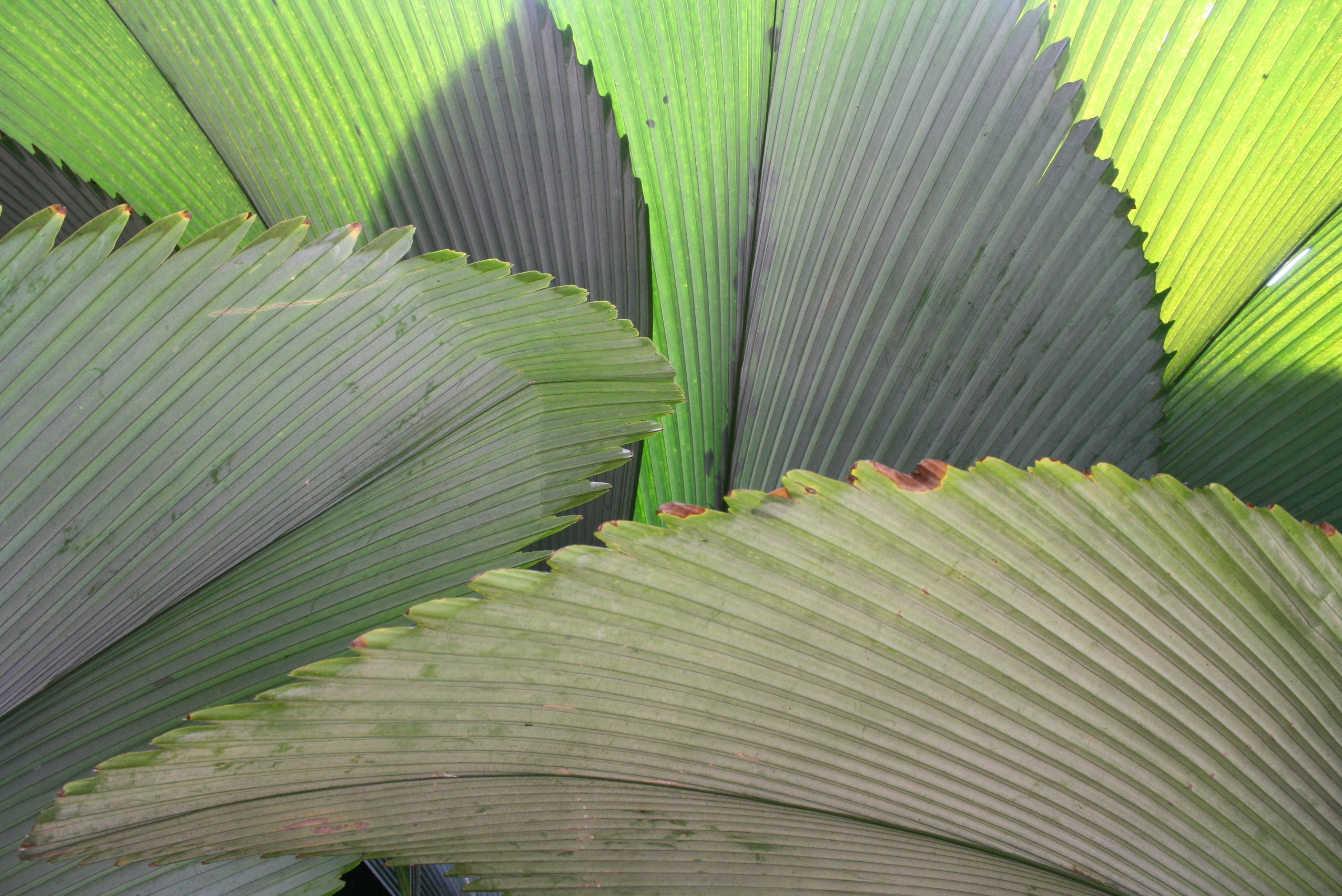 Close-up photograph of overlapping green leaves with pronounced parallel ribs, highlighting texture and structure.