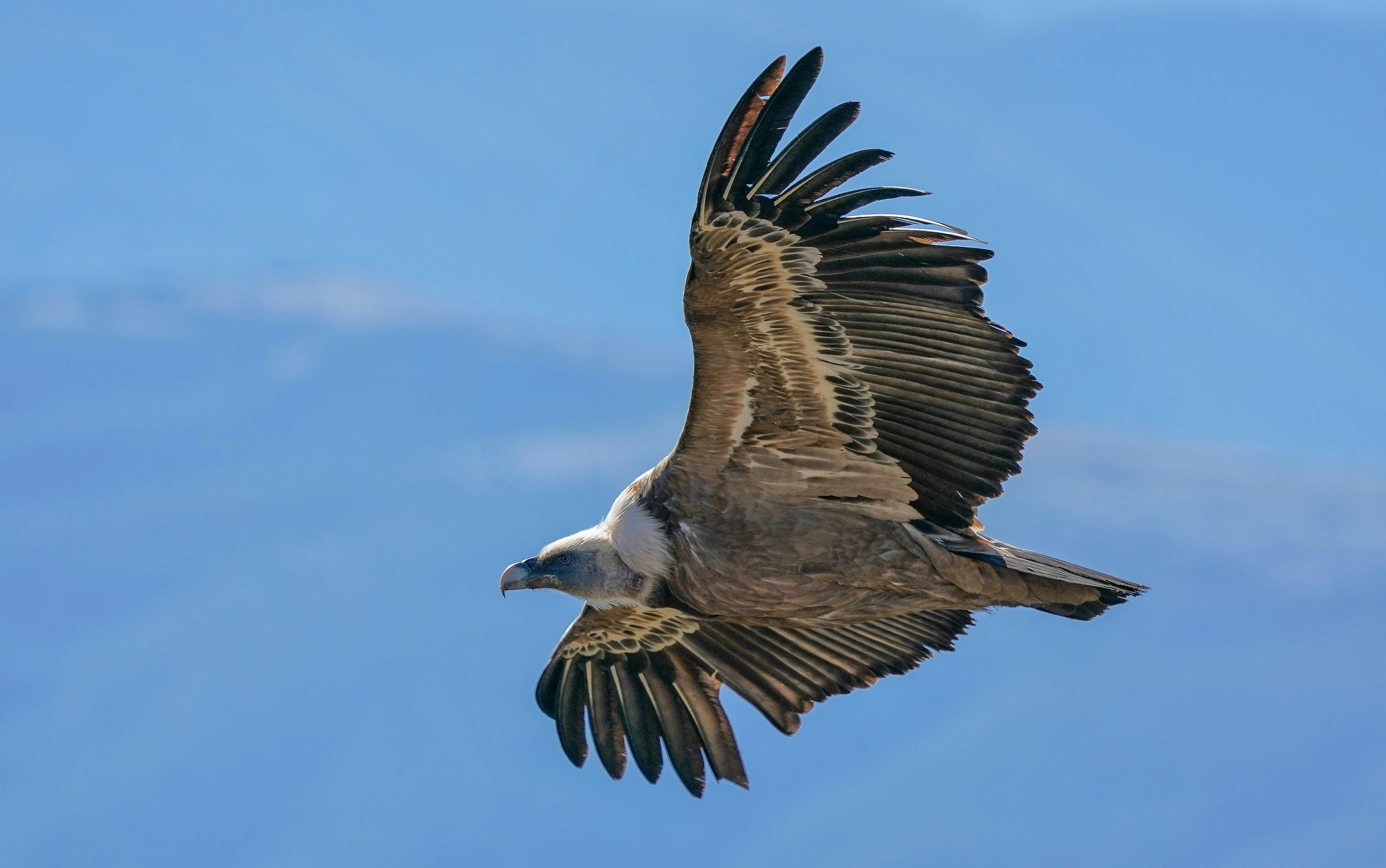 Wingbeats Against a Cerulean Canvas: A Raptor in Glide