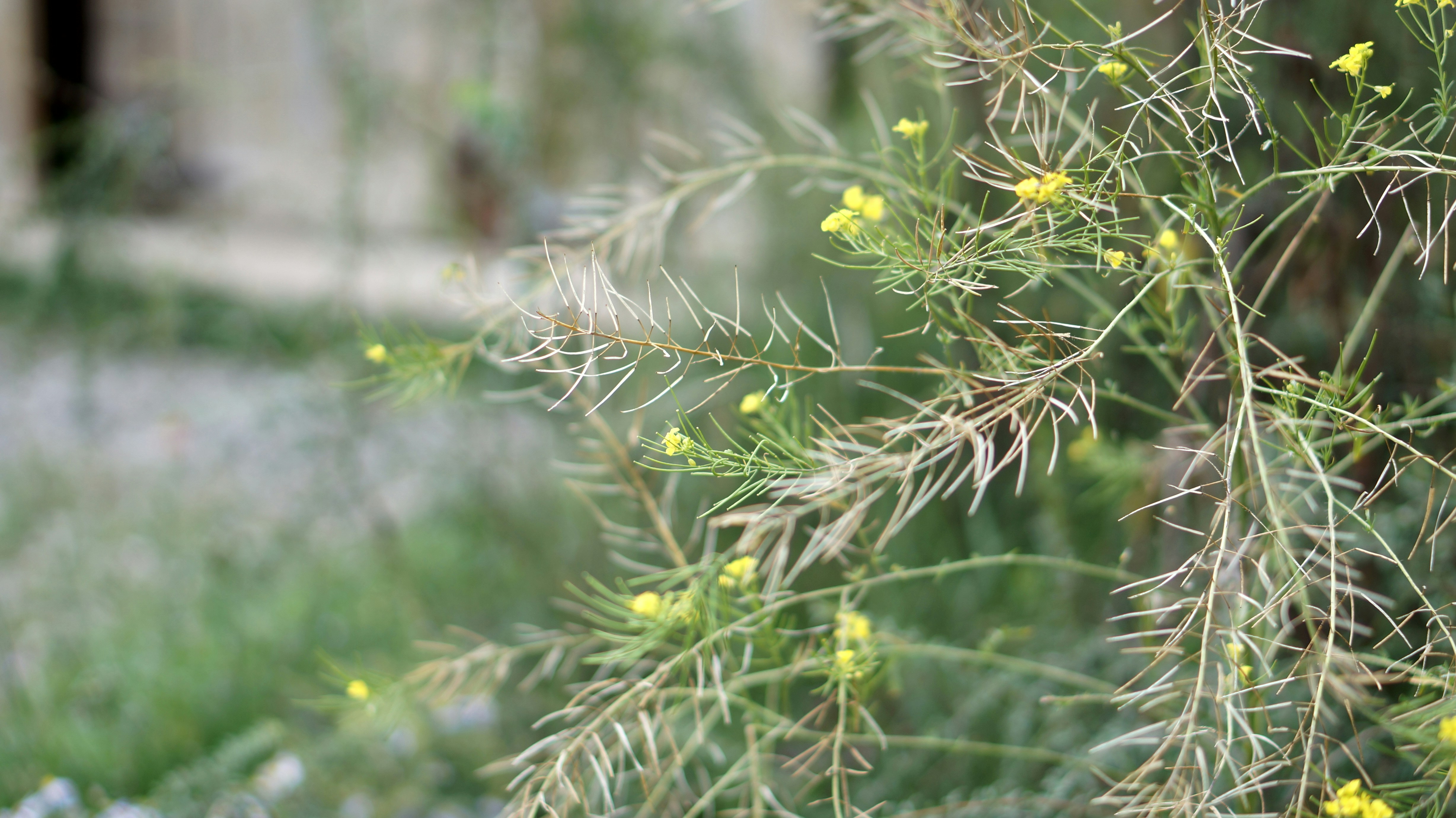 Filigree of Spring: Delicate Yellow Blooms Among Wispy Branches