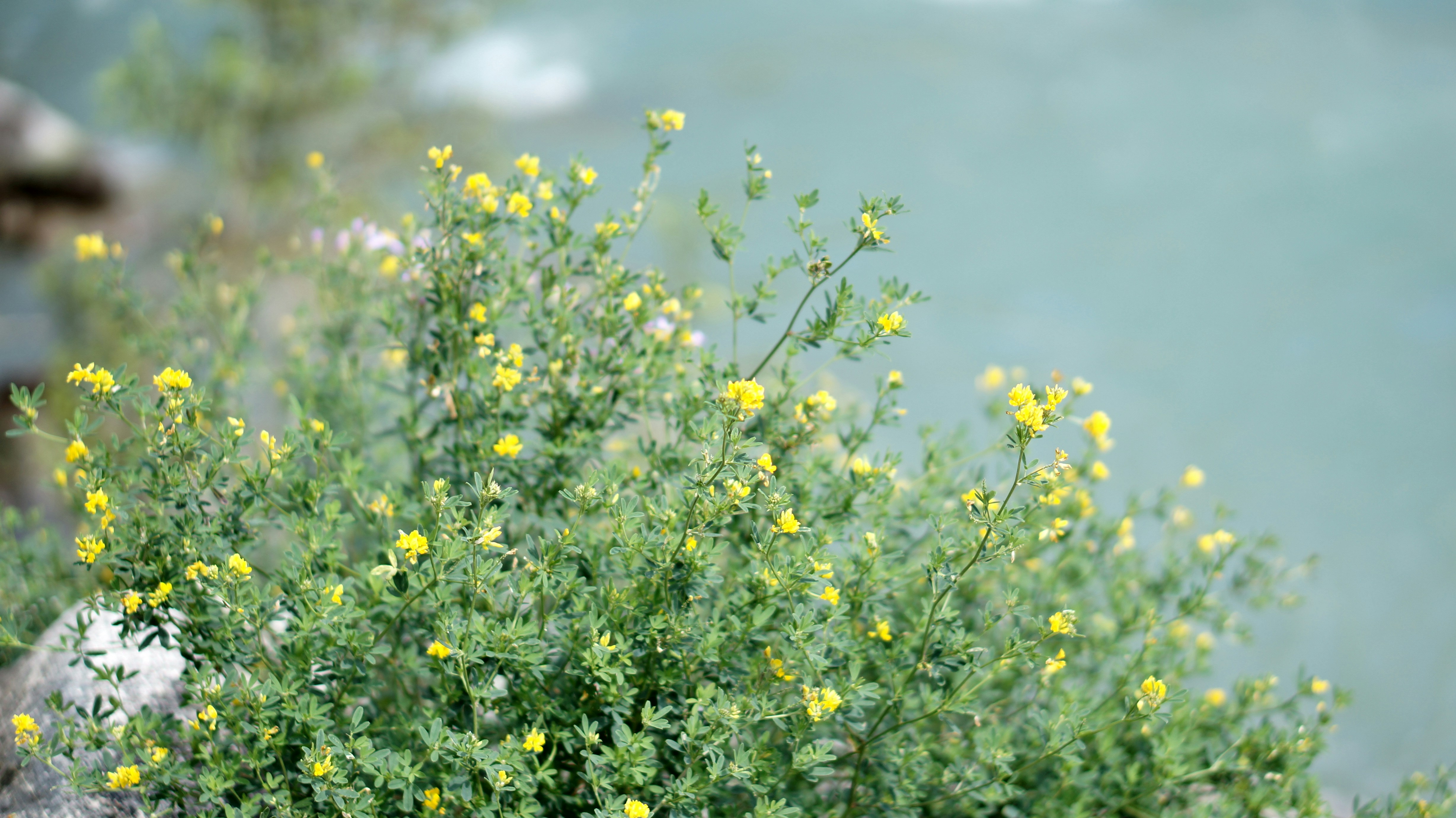 Sunlit Yellow Blooms Framing a Quiet Riverside