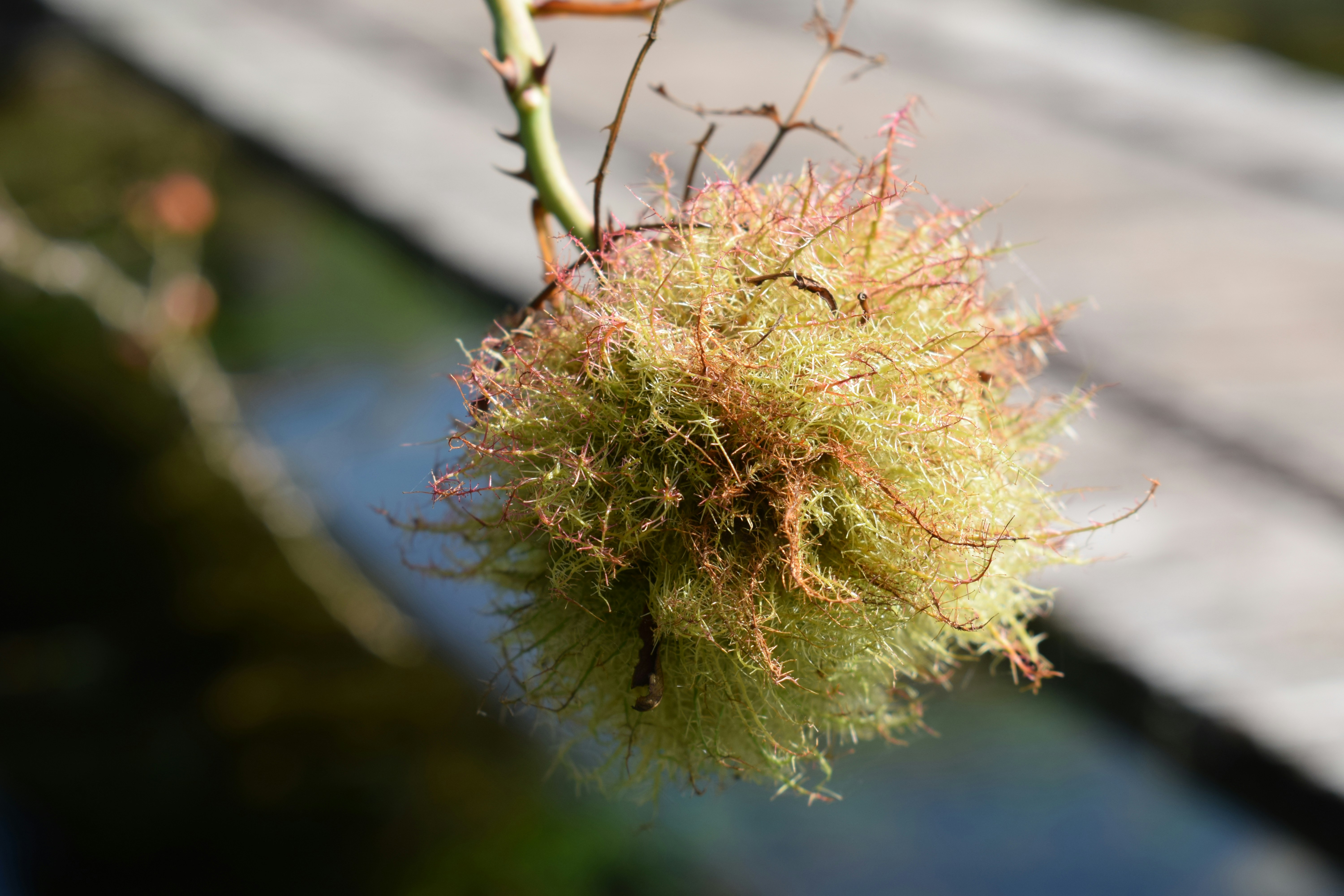 Nature's Textured Sphere: A Close-Up Exploration