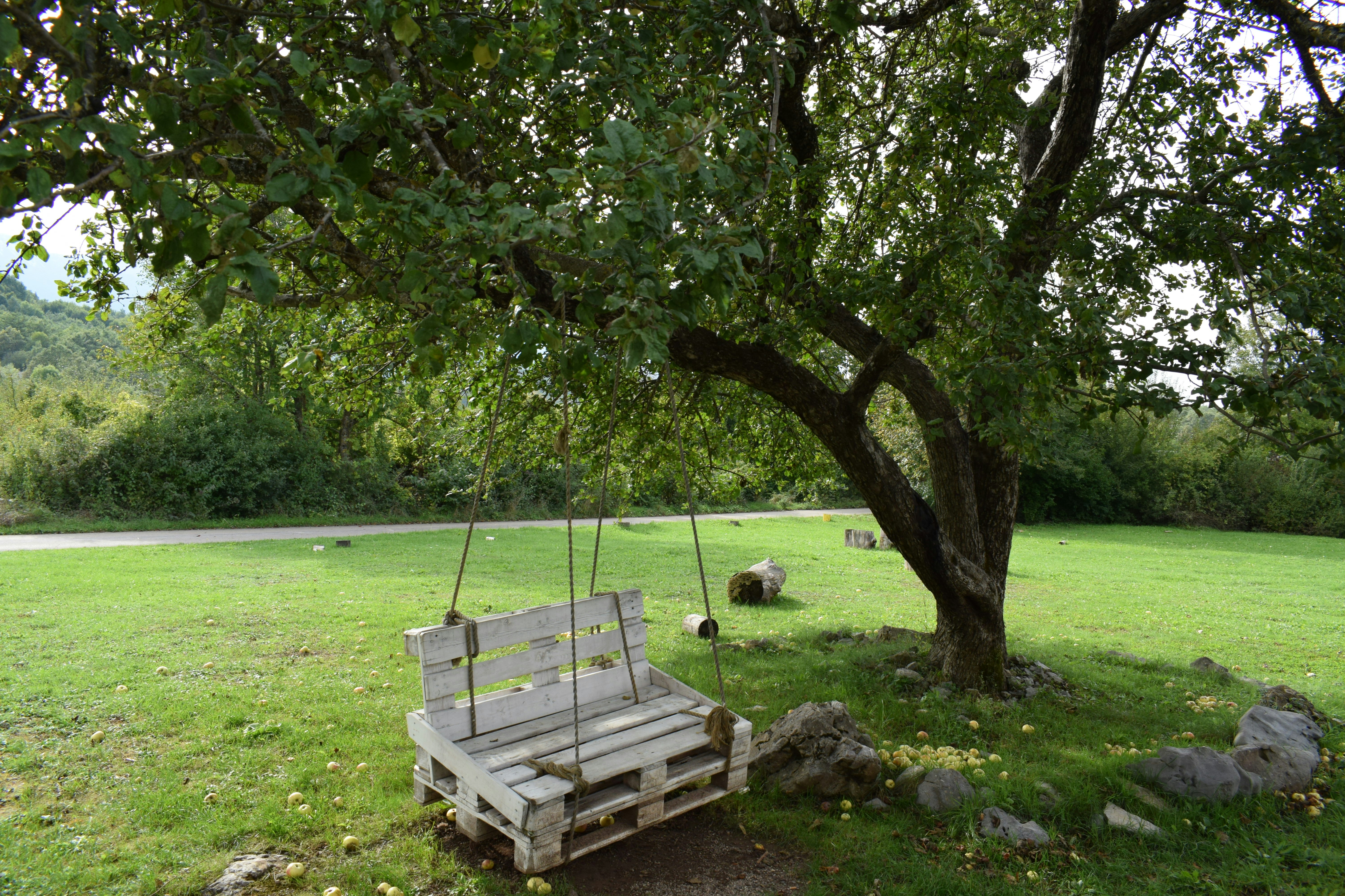Whispering Swing Beneath a Sunlit Elm