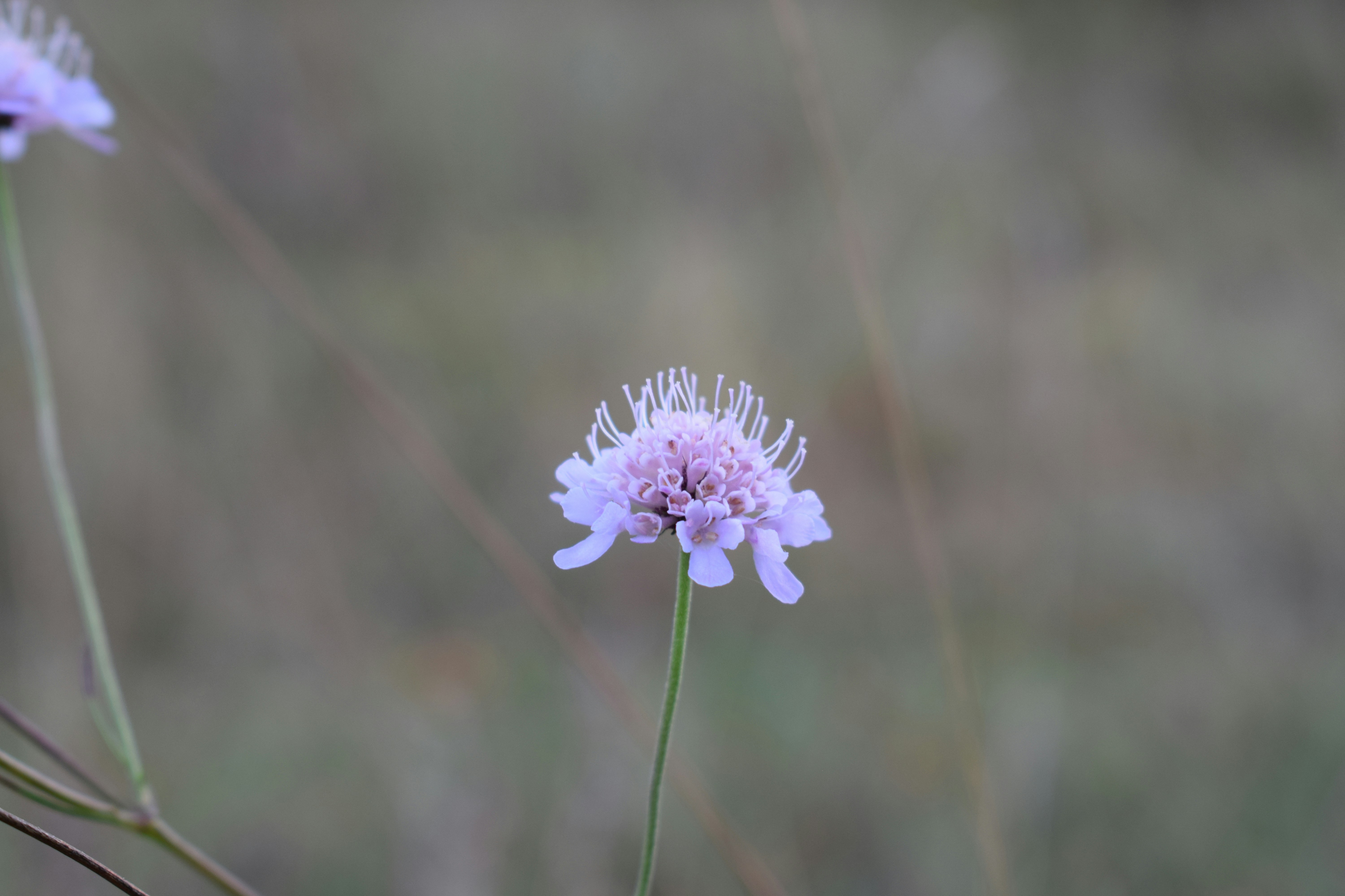 Amethyst Scabious in a Velvet Blur: a solitary bloom in a muted meadow