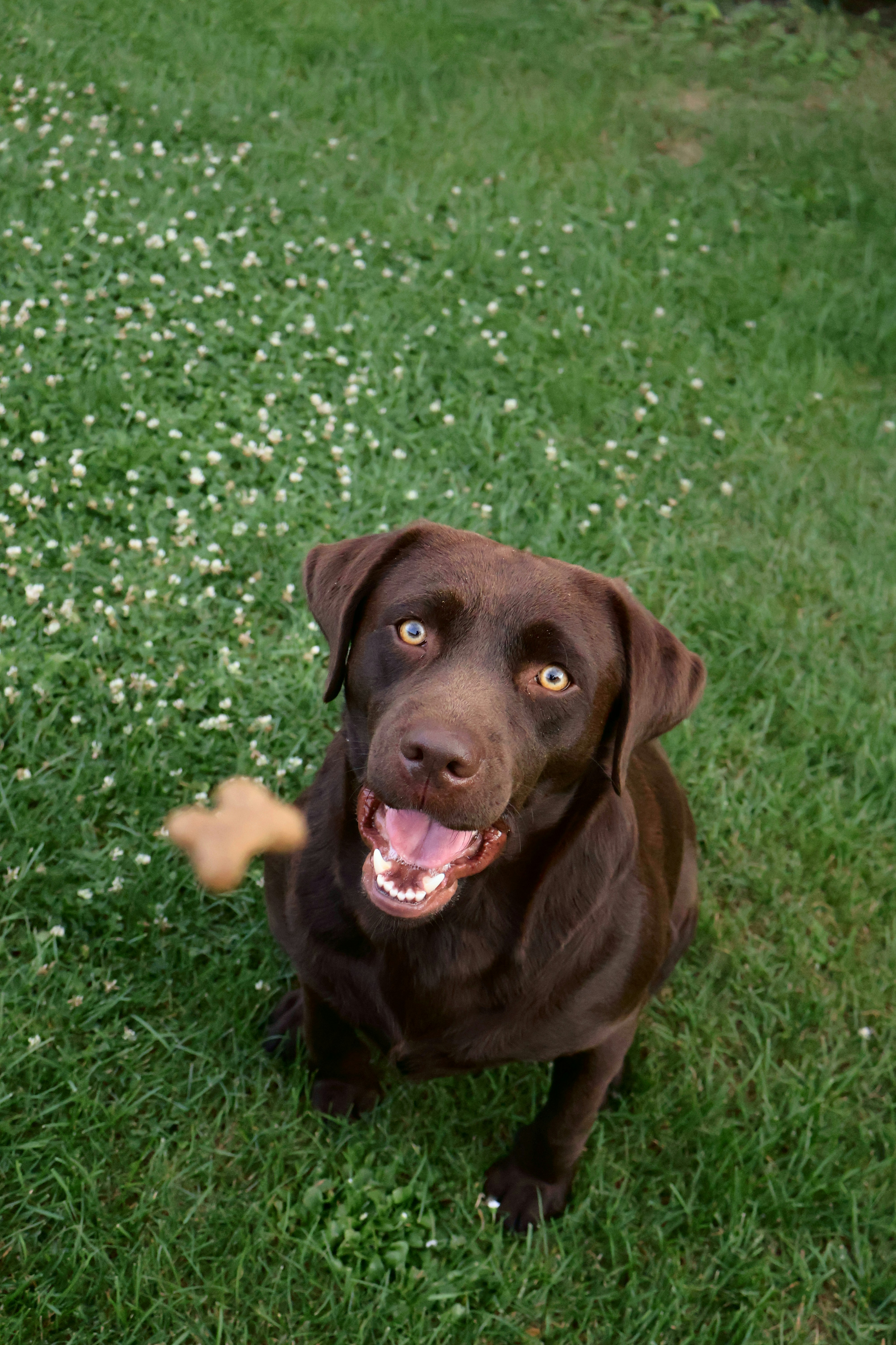Chocolate Labrador's Upward Gaze Across a Clover-Dotted Lawn