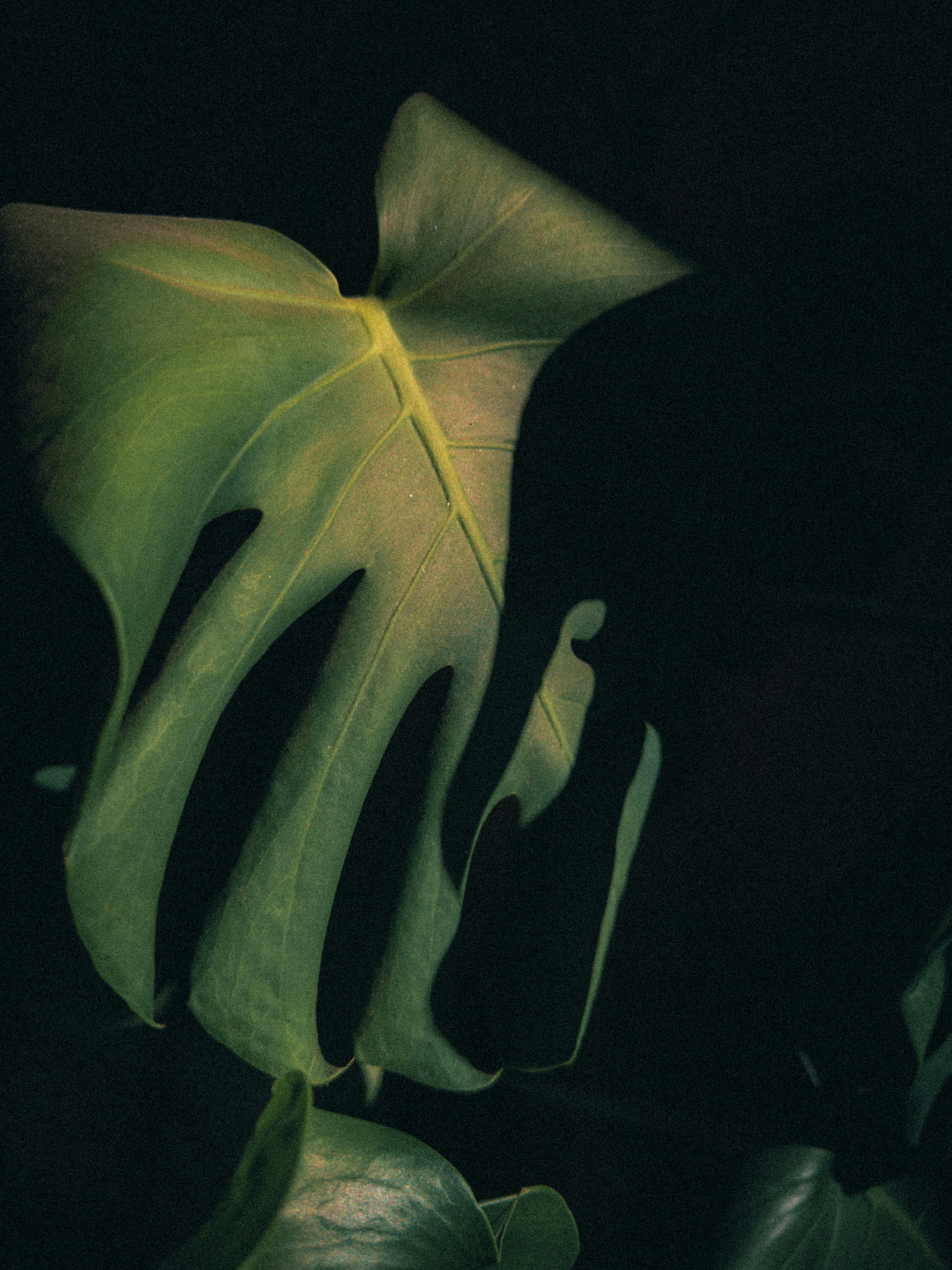 A close up of a plant with a dark background photo – Free Milano Image ...