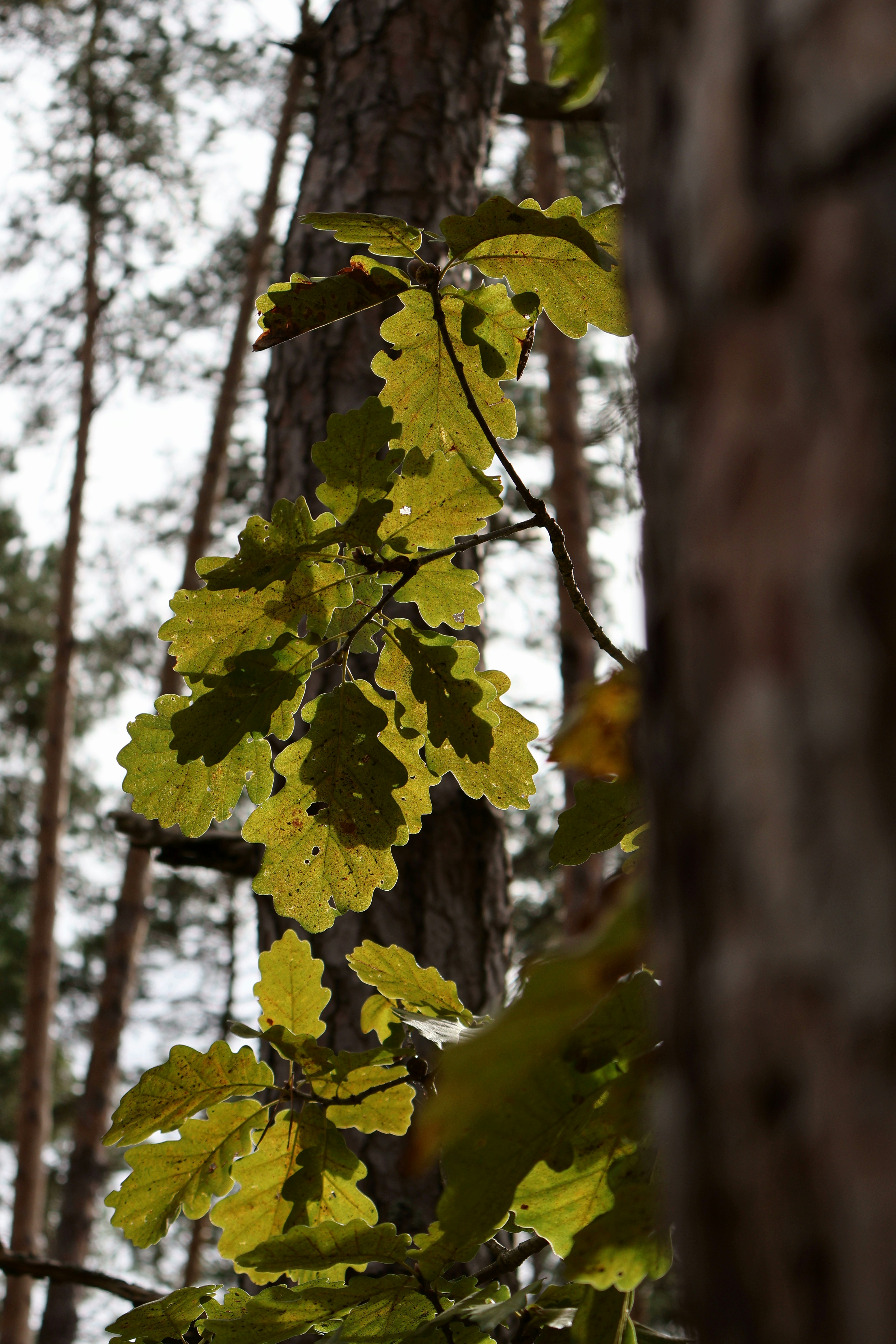 Sunlit Oak Leaves Framing a Pine Cathedral