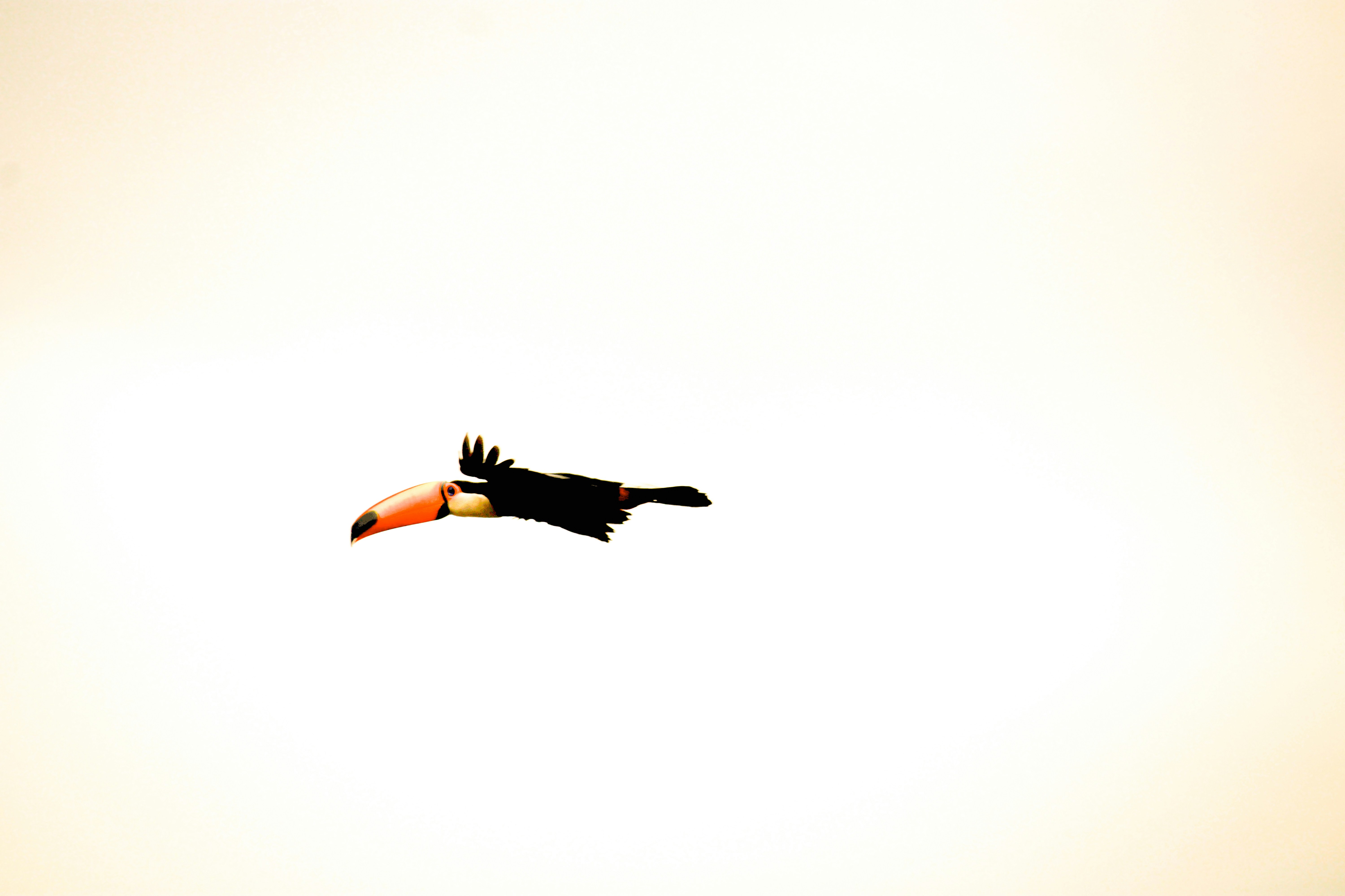 Beak as Beacon: Toucan in a Bleached Sky