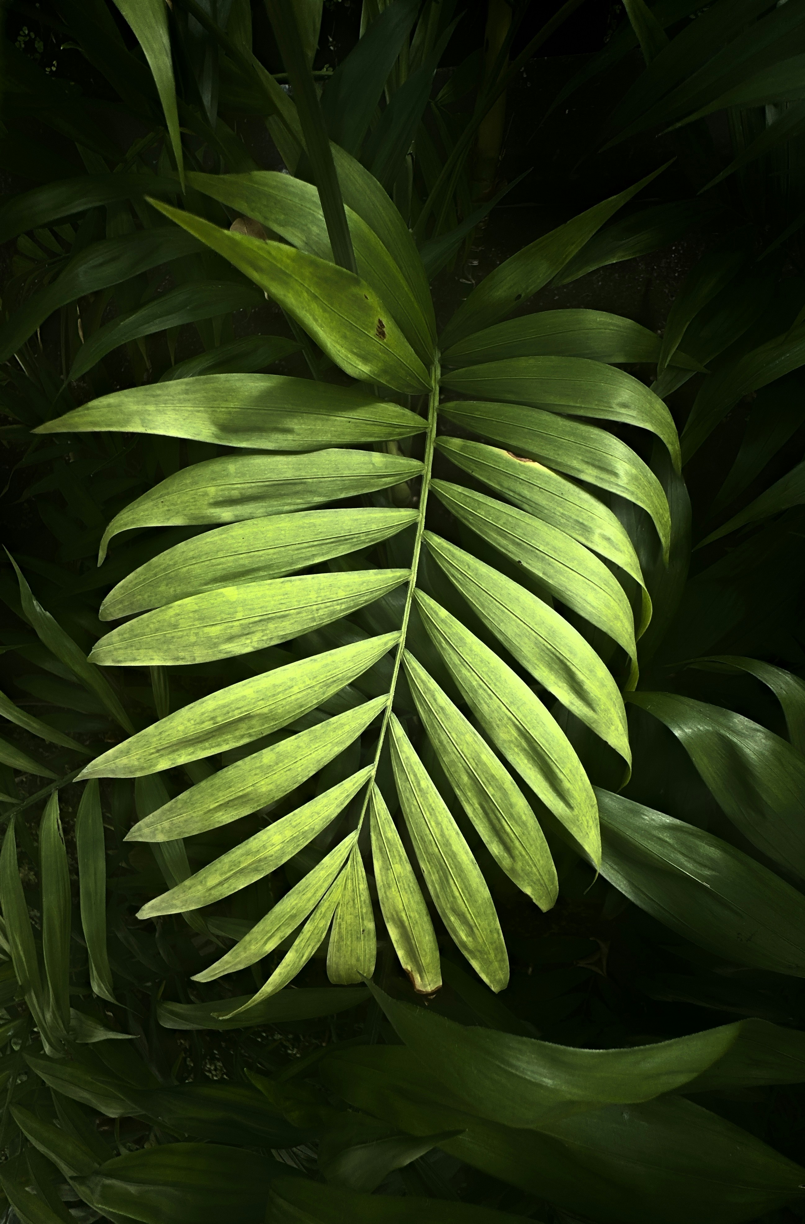 Sunlit Palm Frond in a Shadowed Green Understory
