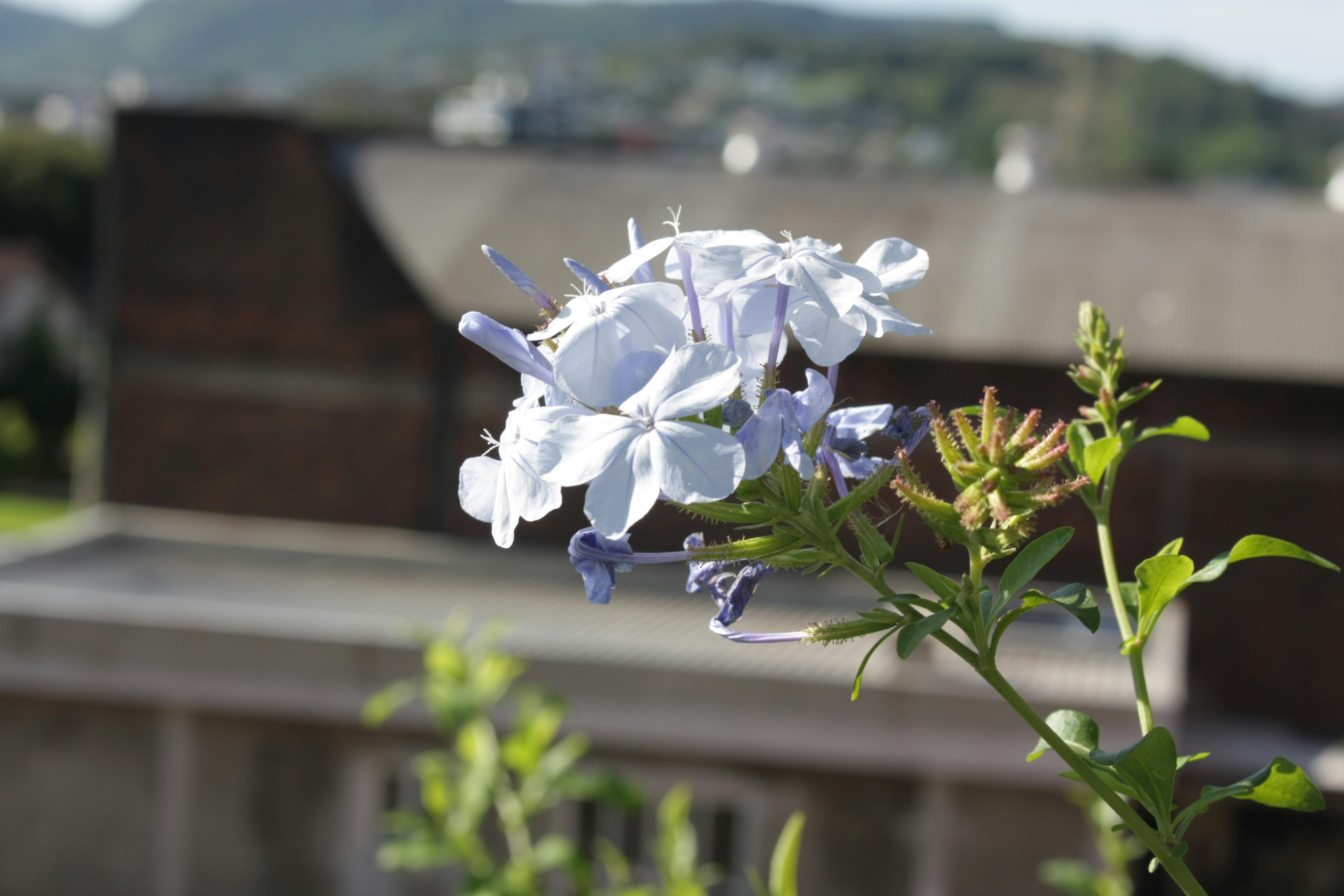 Lavender-blue bloom in sharp focus against a blurred urban backdrop