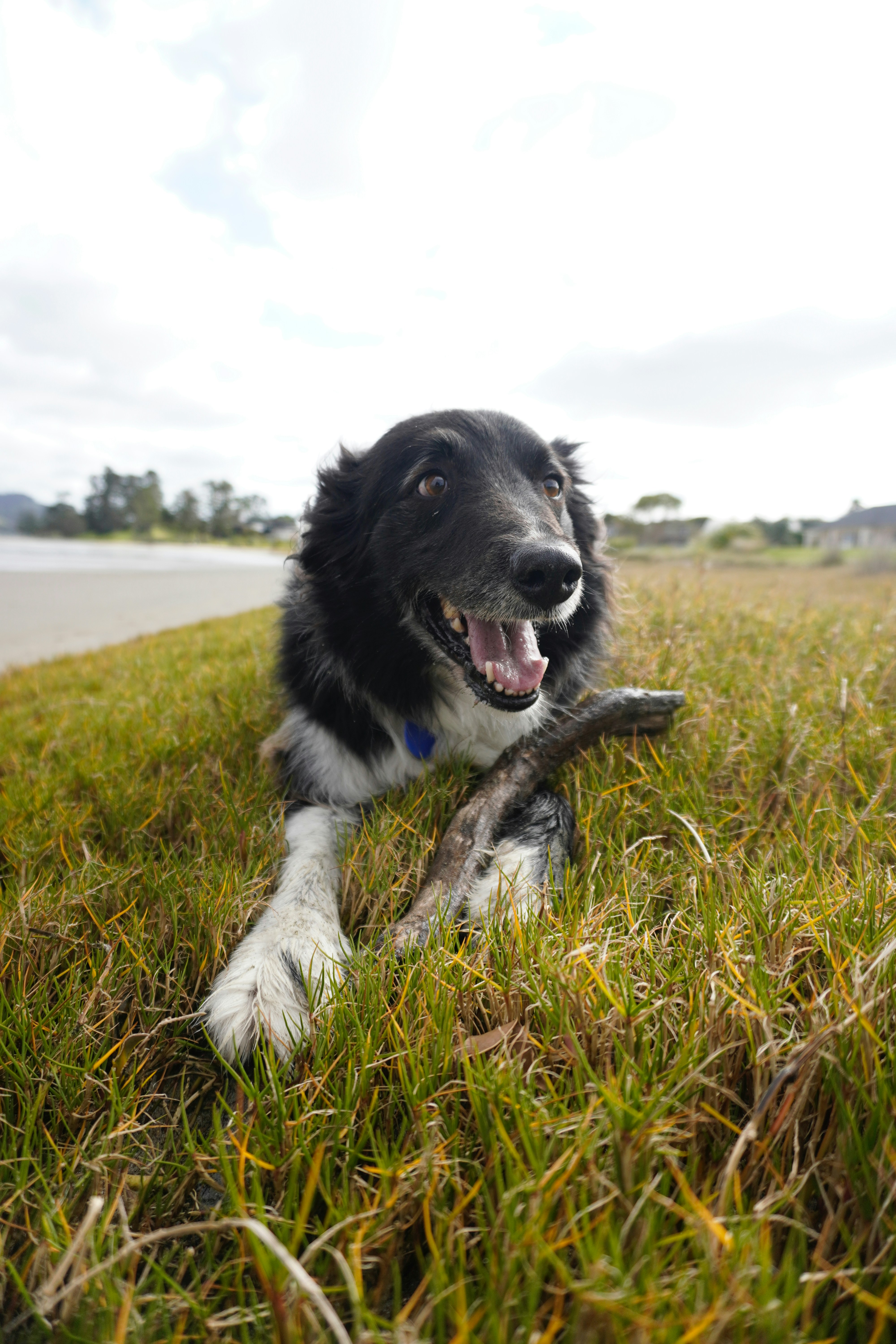 Grinning Border Collie on a Sunlit Grassy Verge