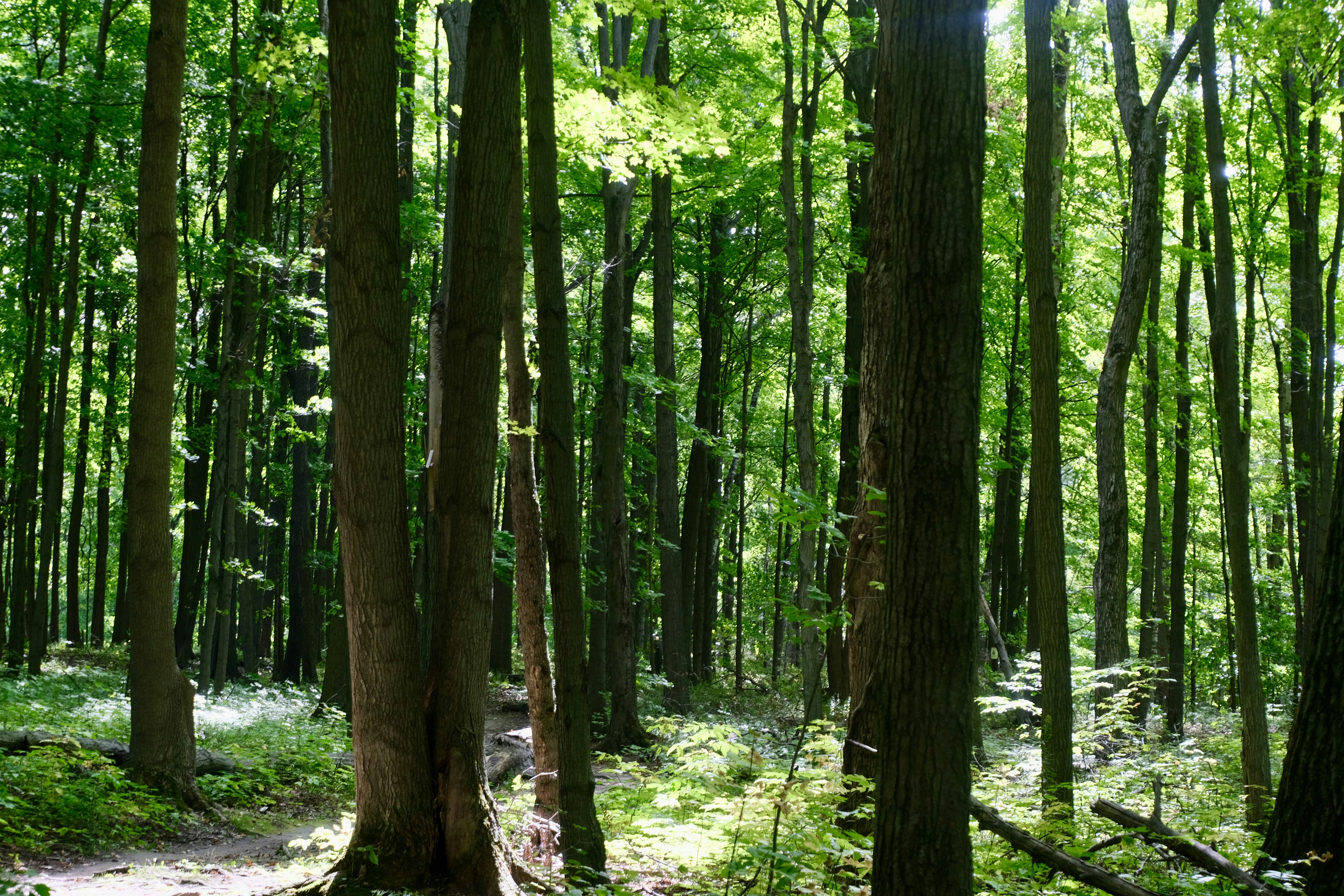 The sun shines through the trees in the forestAnil Baki Durmus