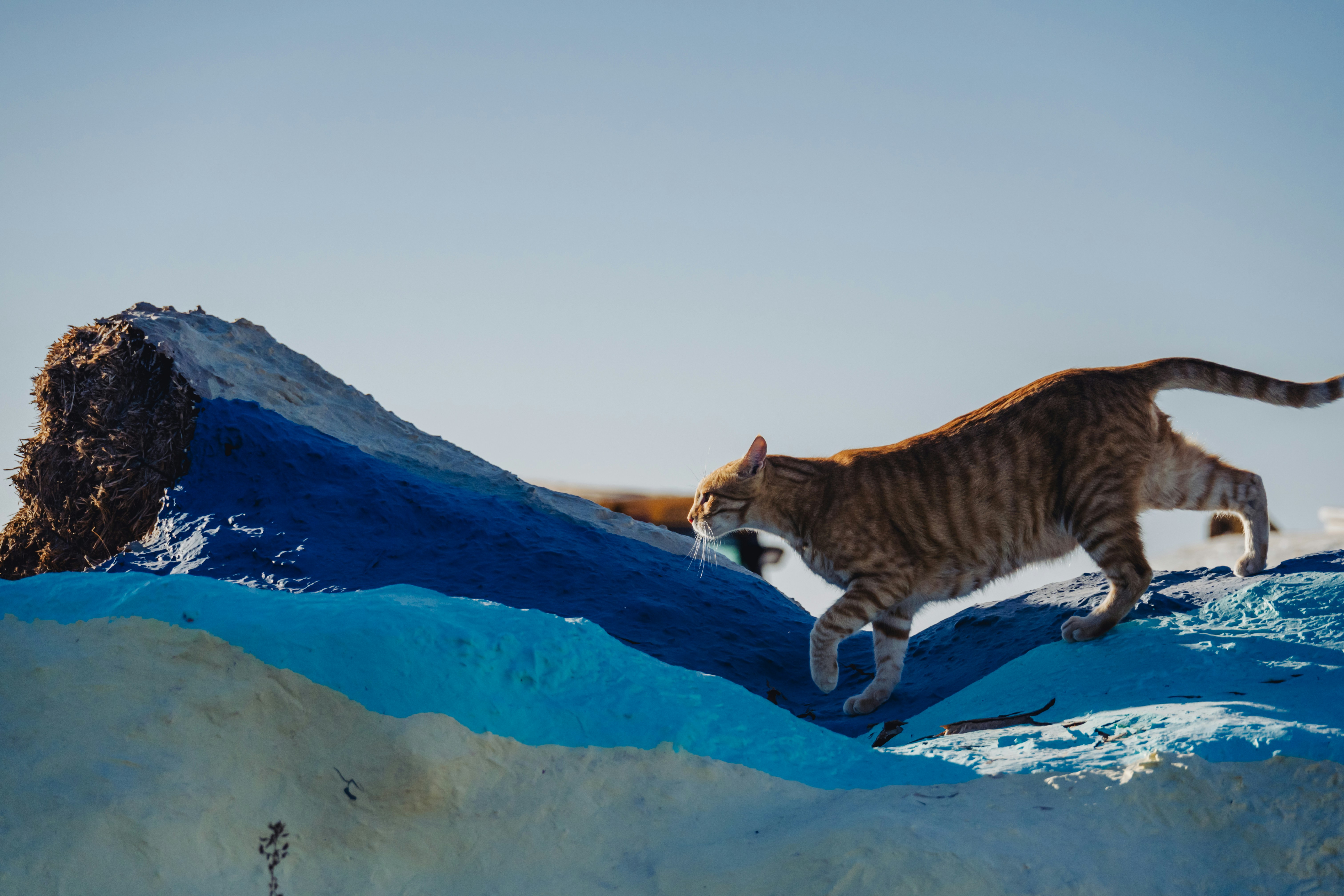 Cat Coursing Across Painted Hills