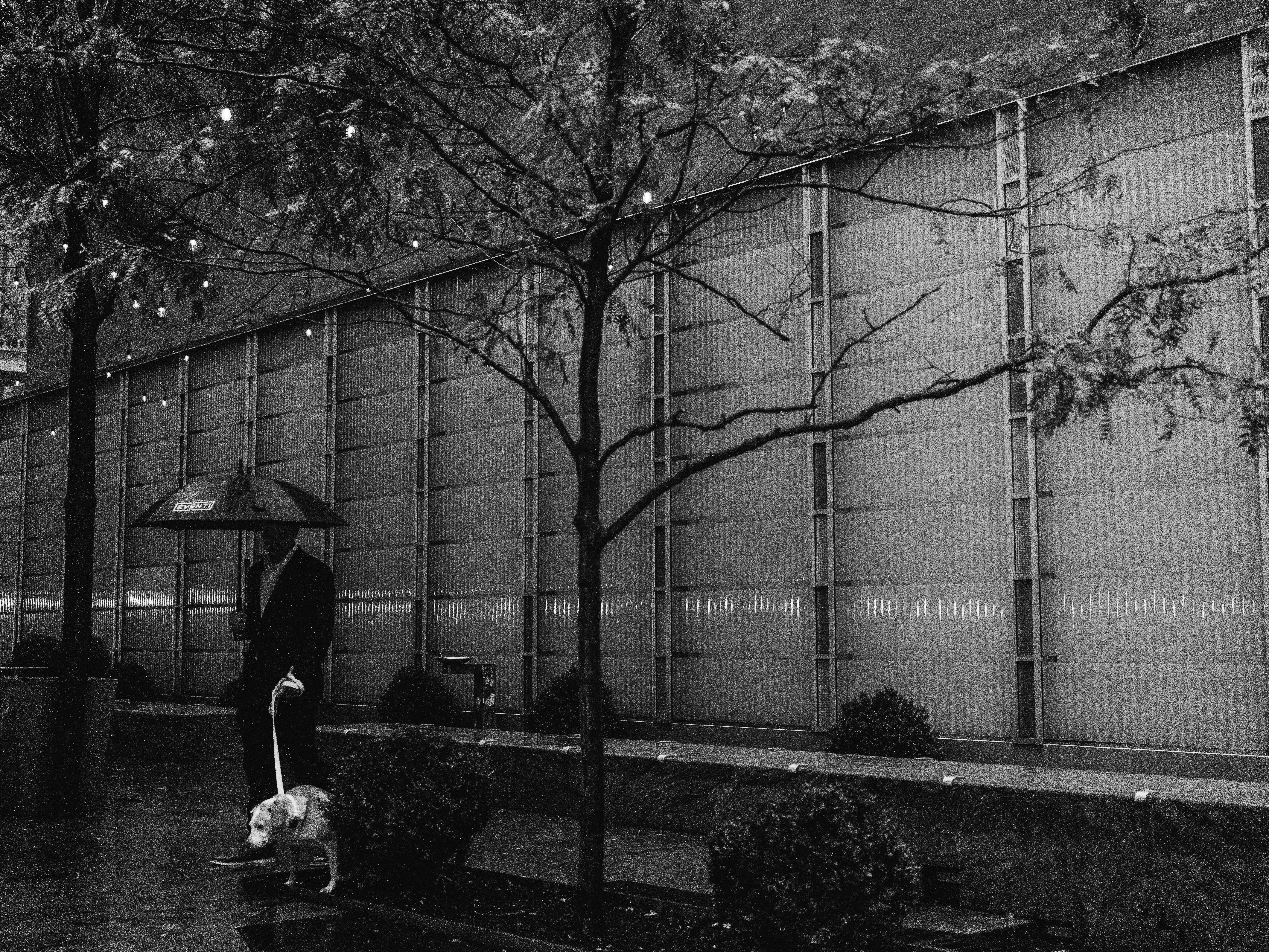 Rainy Pedestrian Scene with Umbrella and Dog