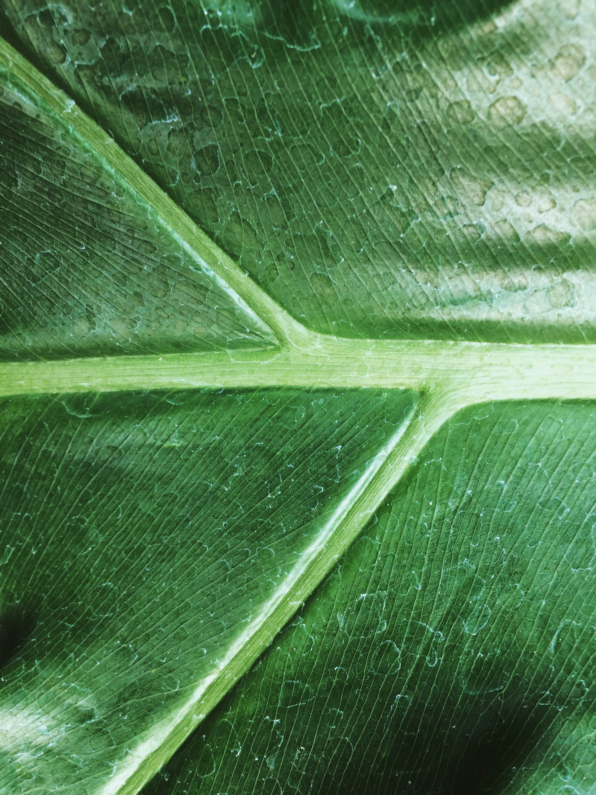 Close-up of a fresh green leaf showing prominent veins and a geometric cross-vein pattern; macro-like texture highlights tiny imperfections and water-like sheen. This is a natural leaf detail photograph.