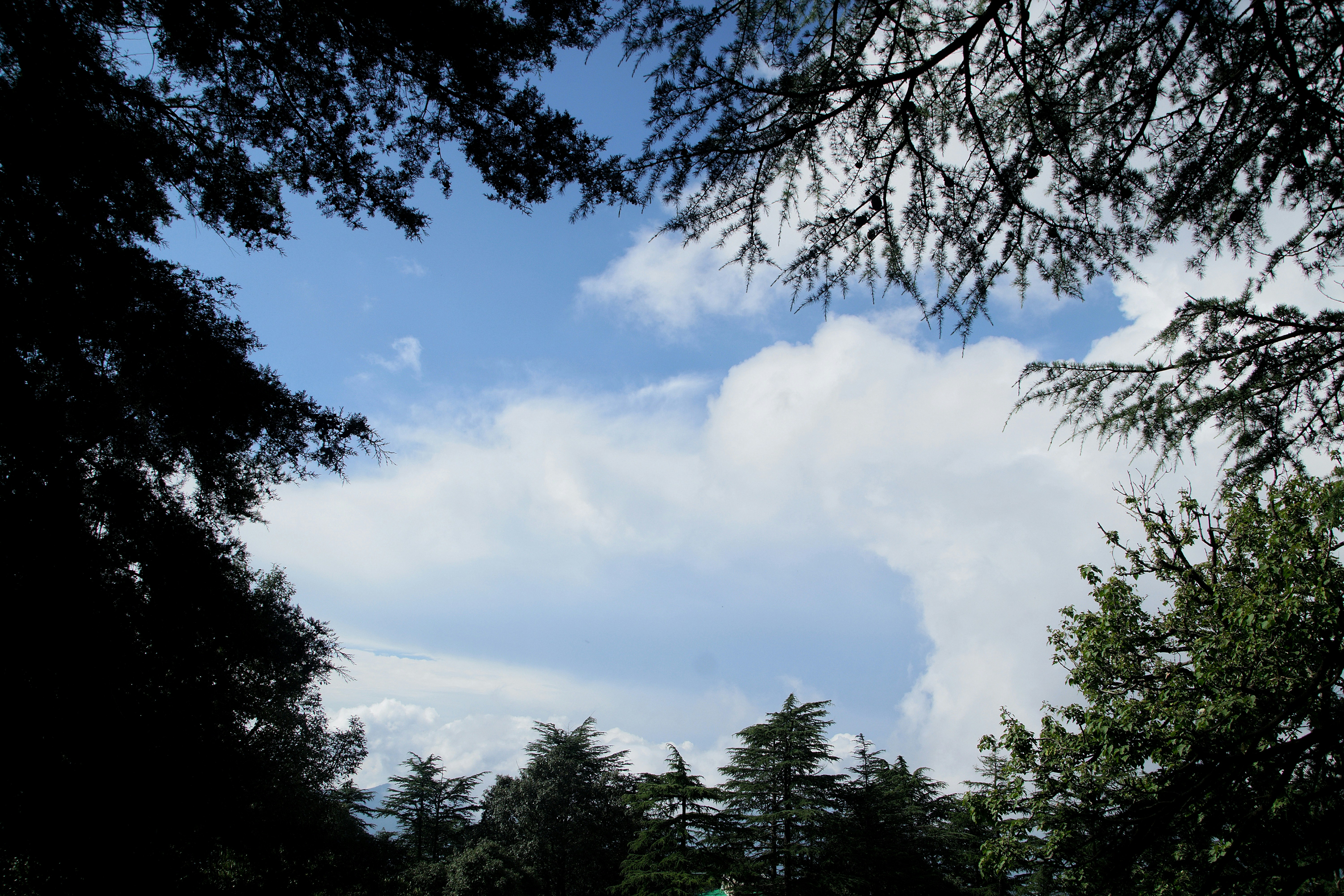 A green stop sign sitting in the middle of a forest photo – Free ...