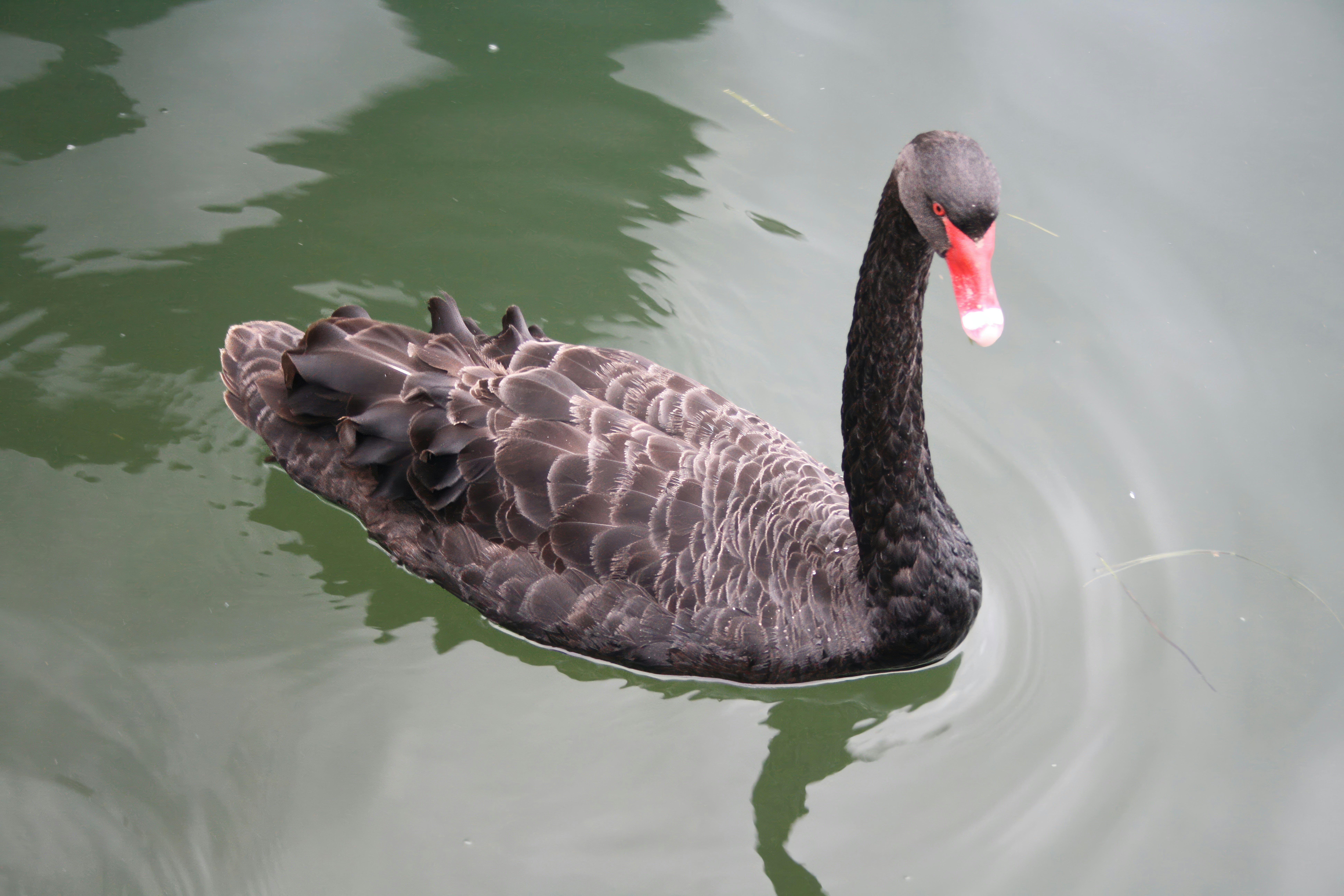 Verdant Ripples: A Black Swan's Quiet Glide