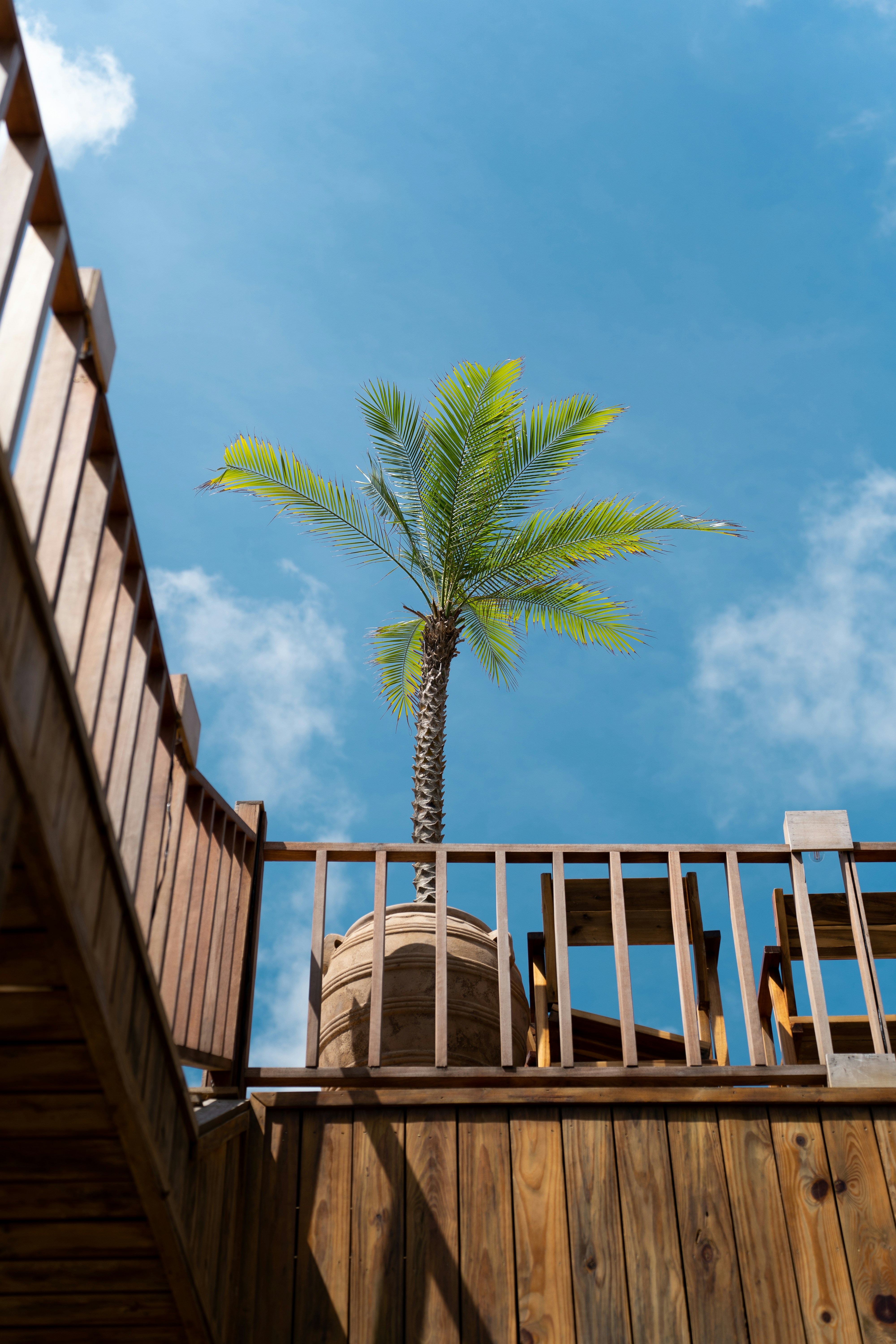 Palm Sentinel Over a Wooden Terrace