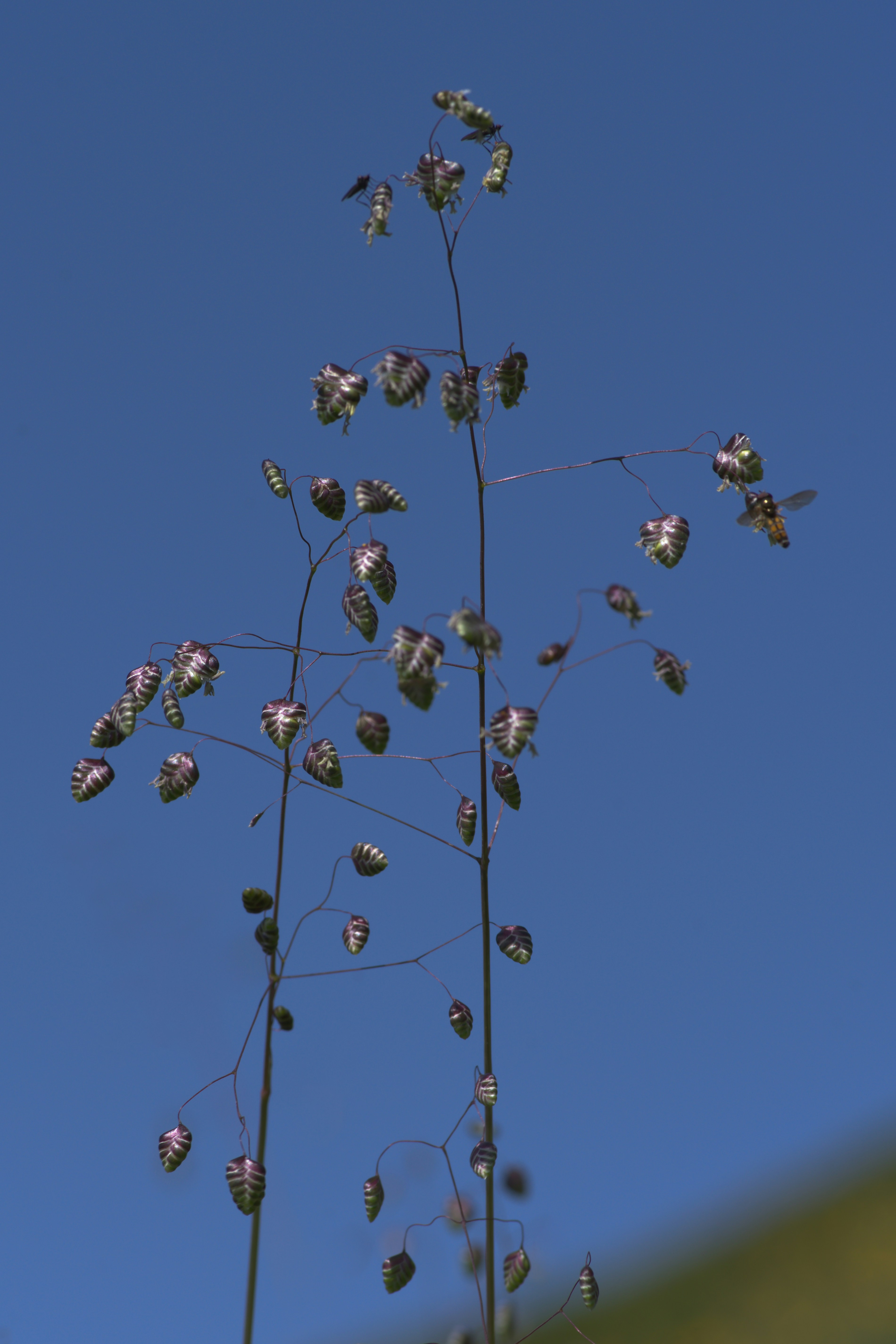 Cobalt Sky Frames a Willowy Vine