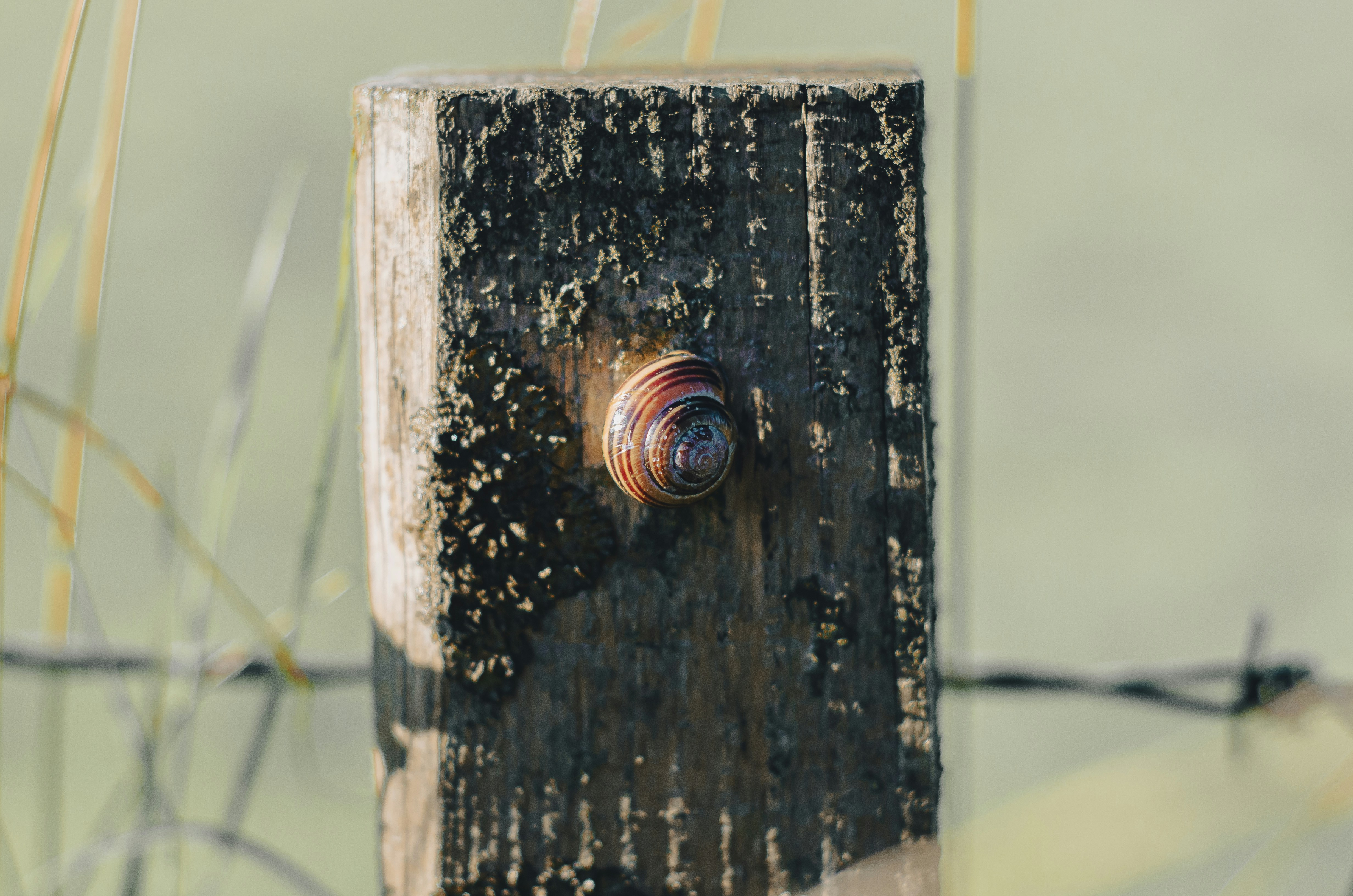 Shellbound: A Weathered Post in a Quiet Field
