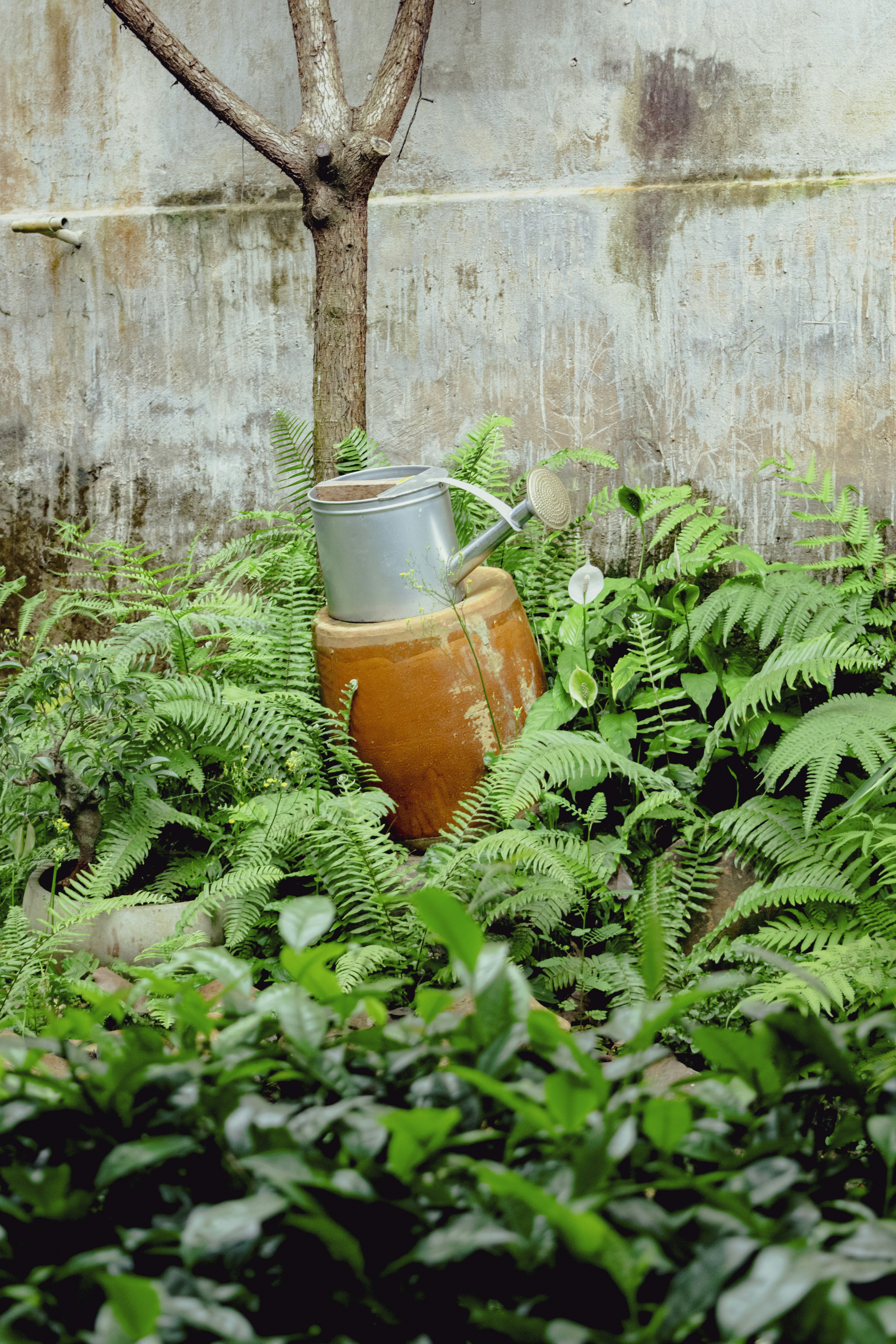 Fern-Wrapped Oasis: A Watering Can Reposed on a Clay Pot