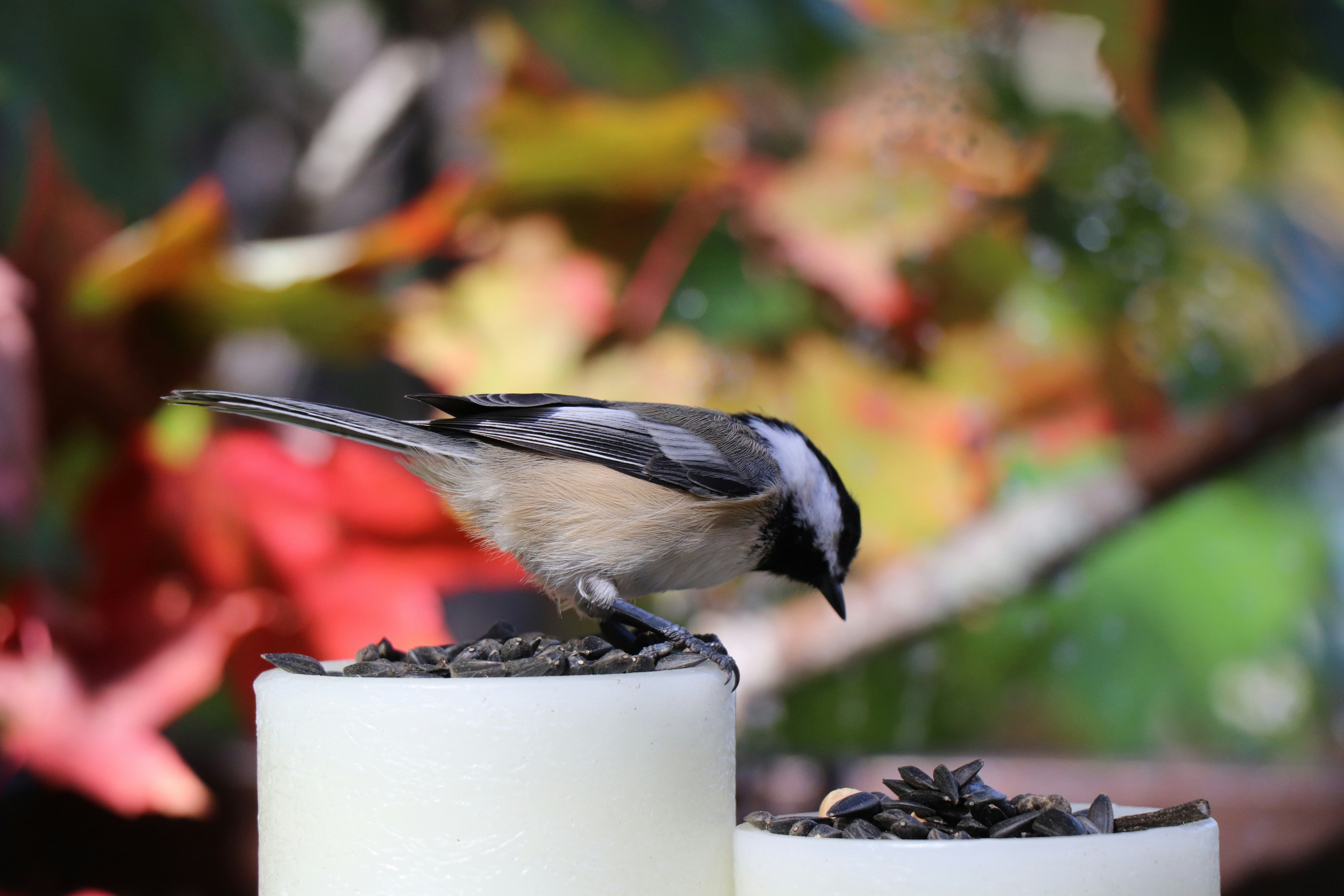 Autumn Perch: Black-Capped Chickadee at a Seed Feeder Amid Red Leaves