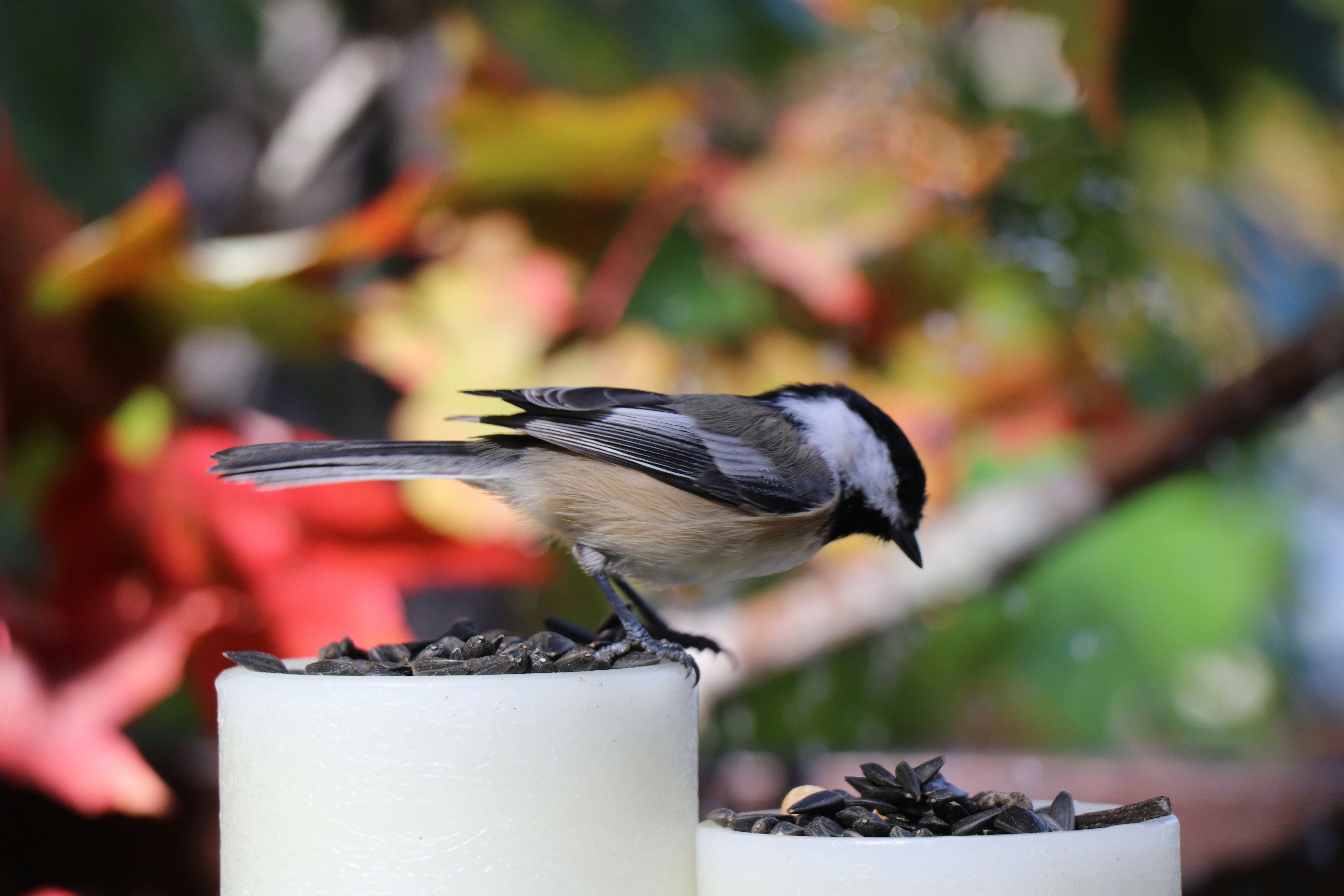 Black-Capped Chickadee Perched on a White Ceramic Pedestal Amid a Garden of Colorful Blur