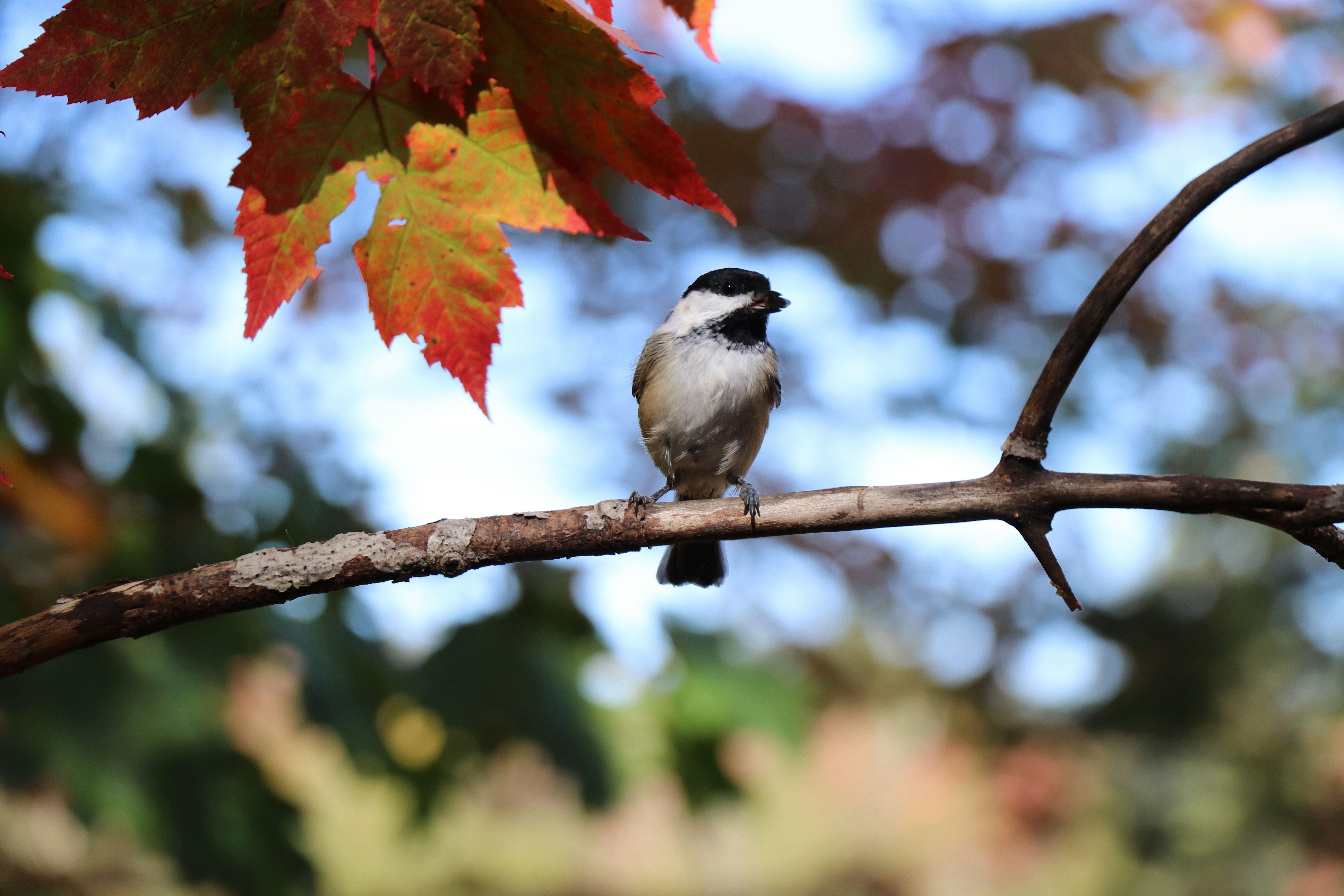 Autumn Maple Perch: A Black-capped Chickadee on a Quiet Branch
